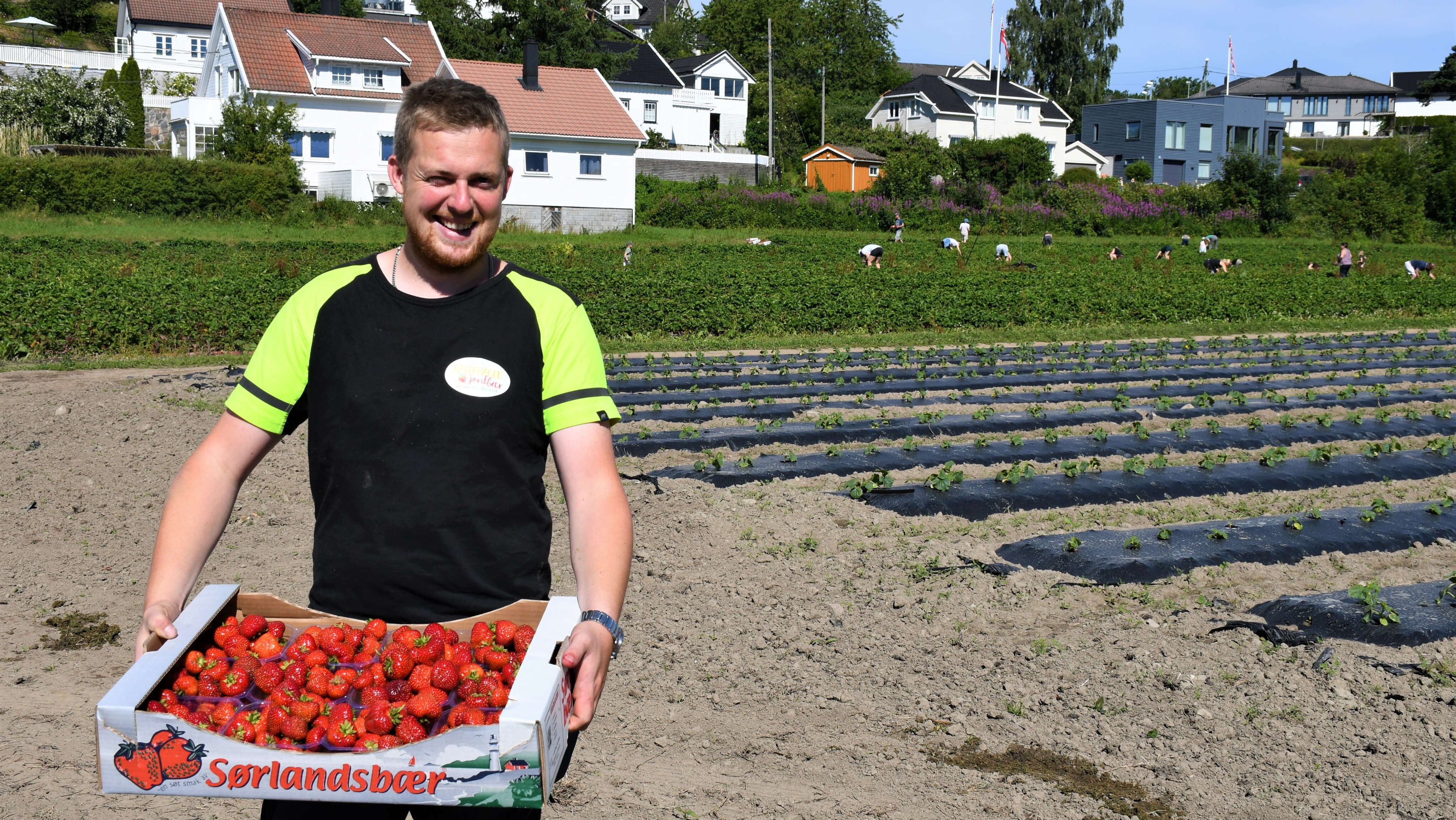Grimstad-bonde: – Tror ikke det blir robotplukkere her - gat.no