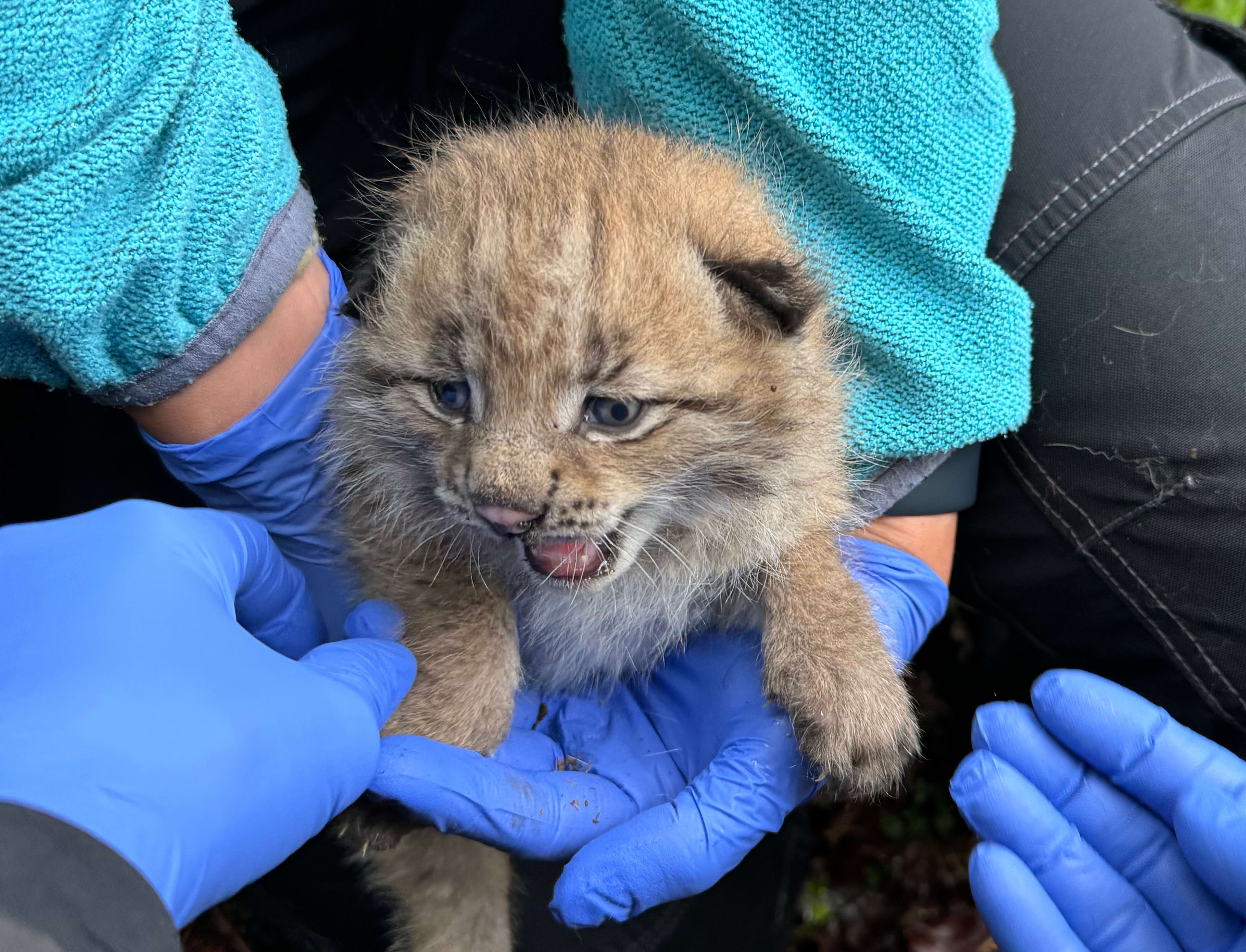 Sjelden født så mange ulike dyrearter - agderposten.no