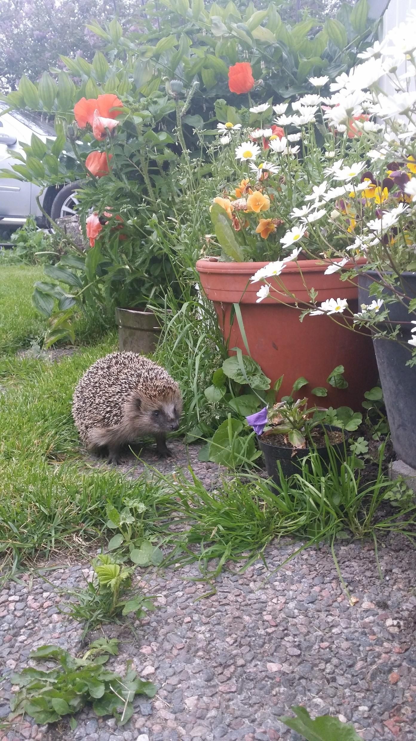 Har du sett piggsvin? - fosna-folket.no
