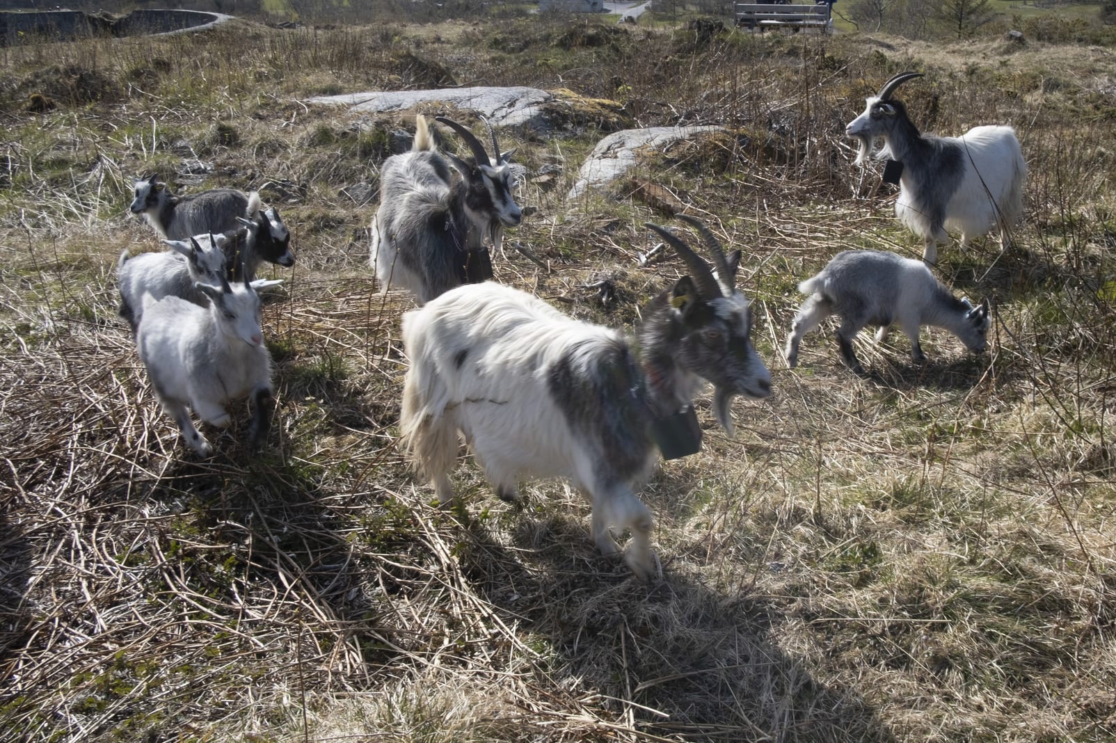 Vil leie inn geiter for 27.000 kroner - banett.no