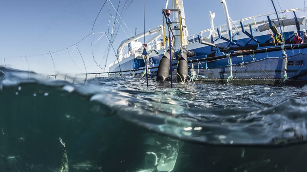 ”Gåsø Freyja” kan laste og losse 400 tonn fisk i timen - hitra-froya.no