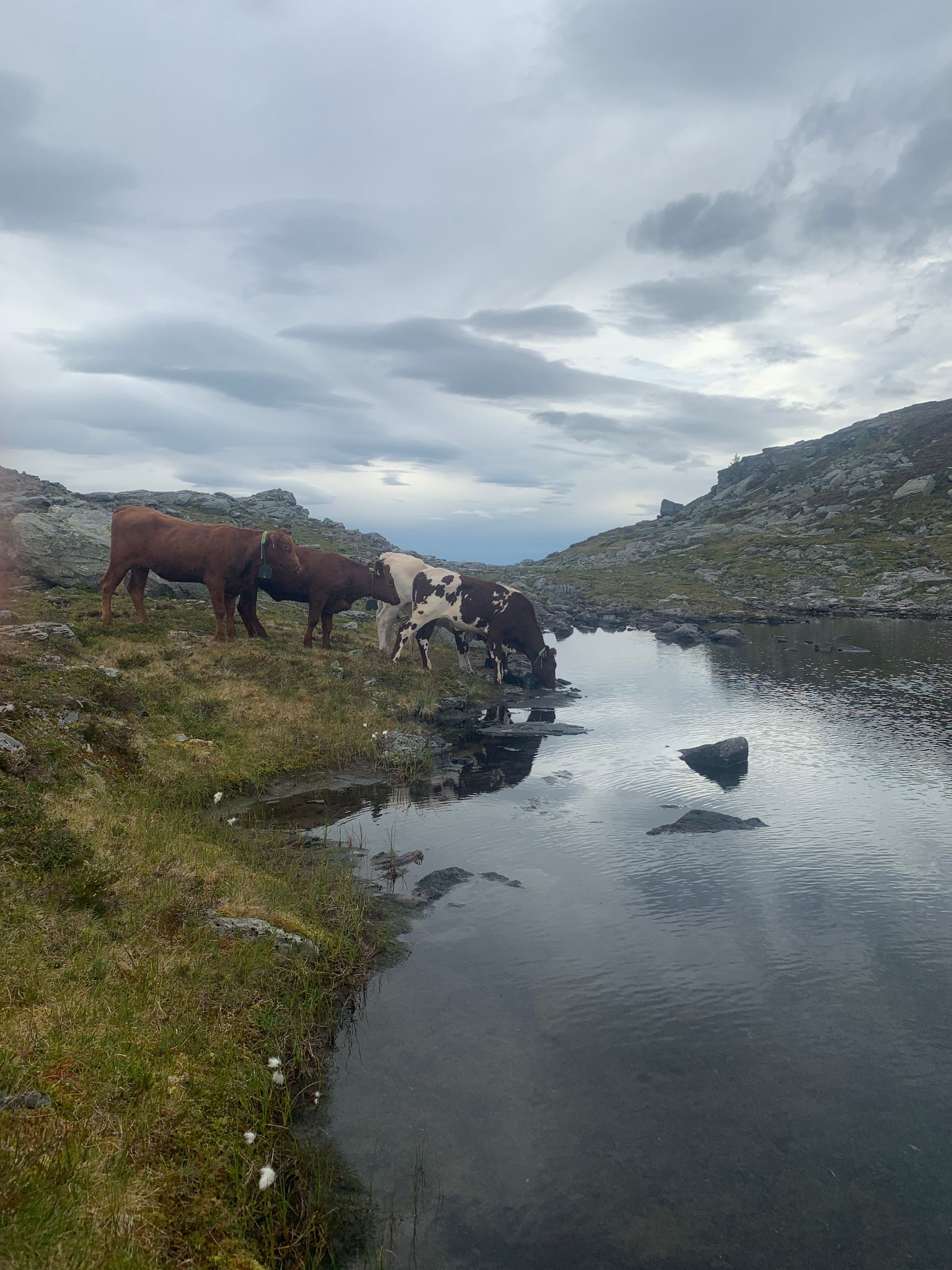 Vi må ha mer beiting i utmark - driva.no