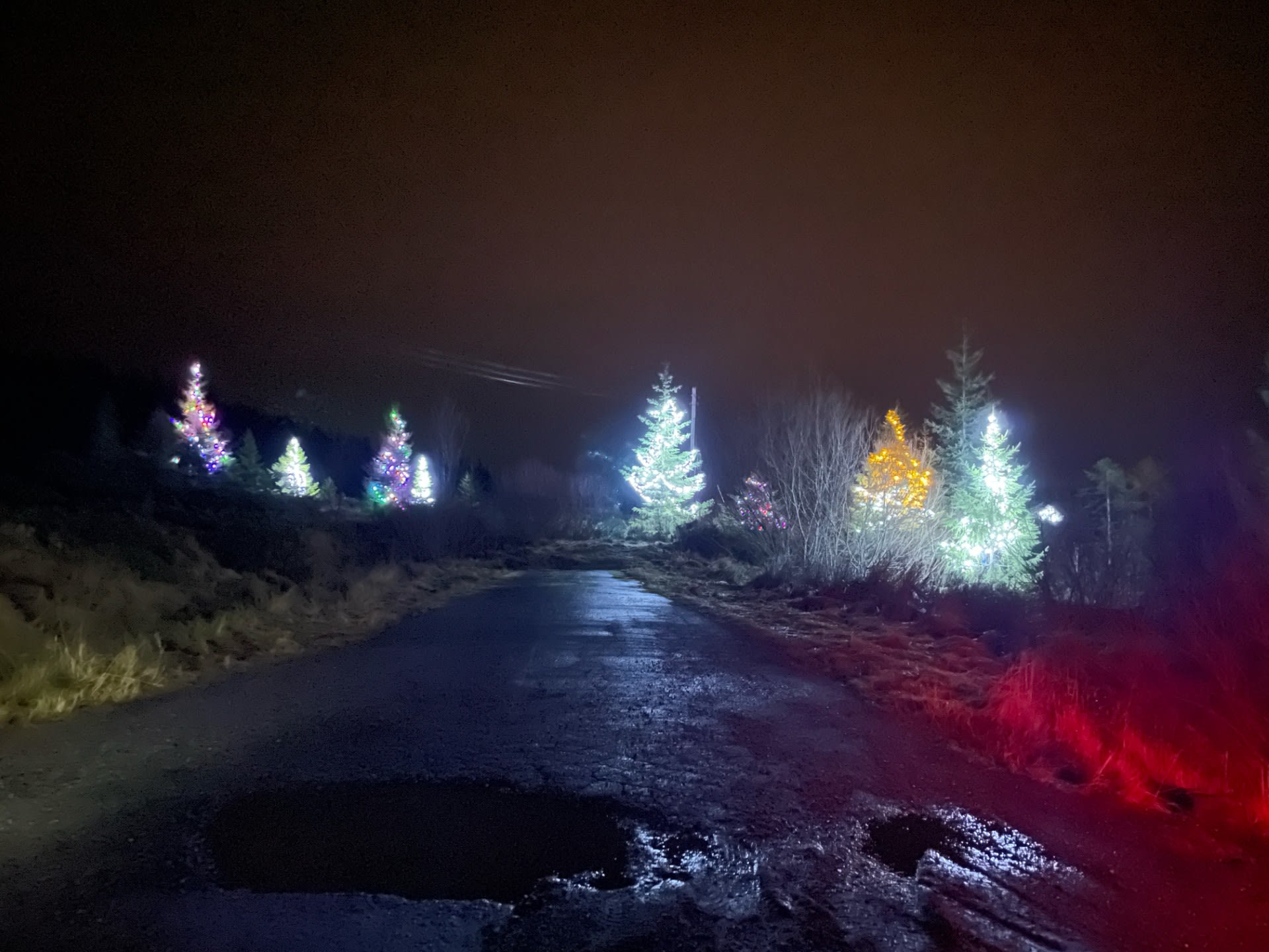 Har pynta nesten 50 juletre i skogen