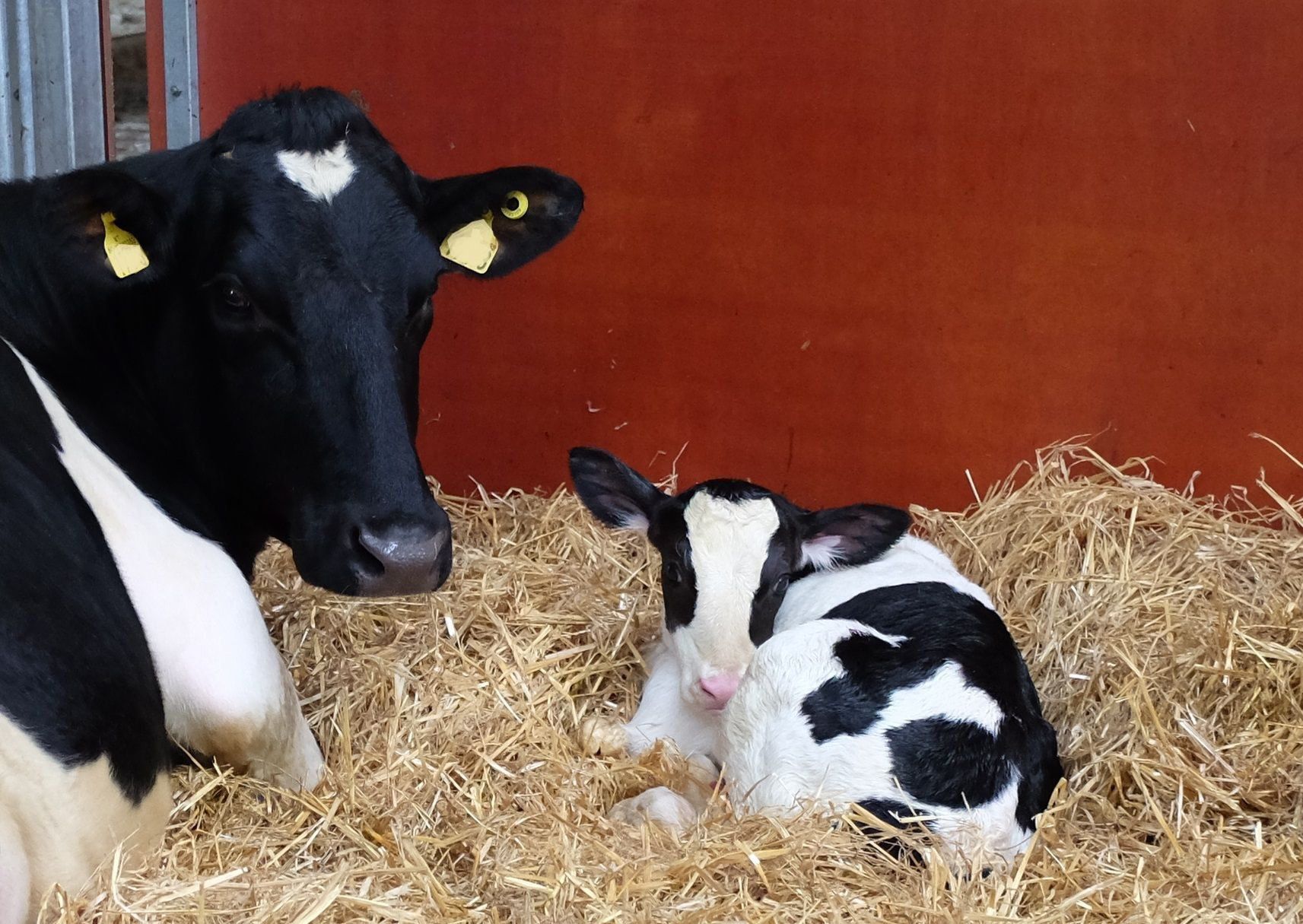 -Dyrt å la kalven gå saman med kua - fjordabladet.no