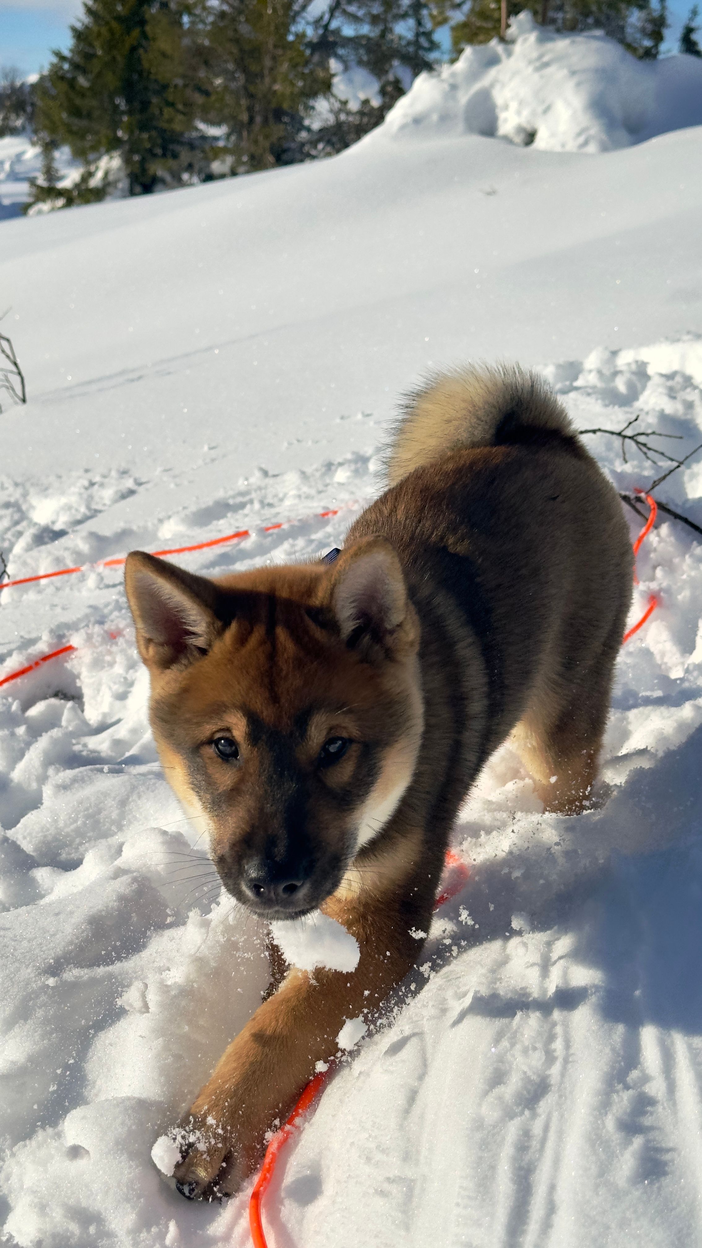 Kongeørn angrep hundevalp i Sigdal - adressa.no