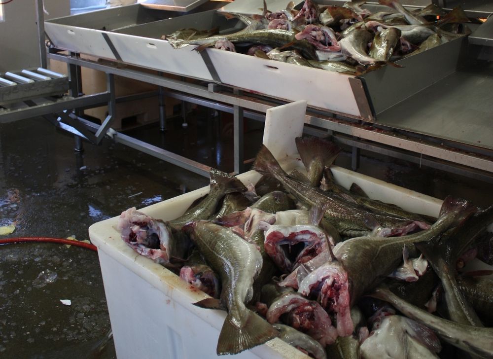 10.000 kilo torsk på 18 stamper - kystogfjord.no 10.000 kilo torsk på 18 stamper - kystogfjord.no