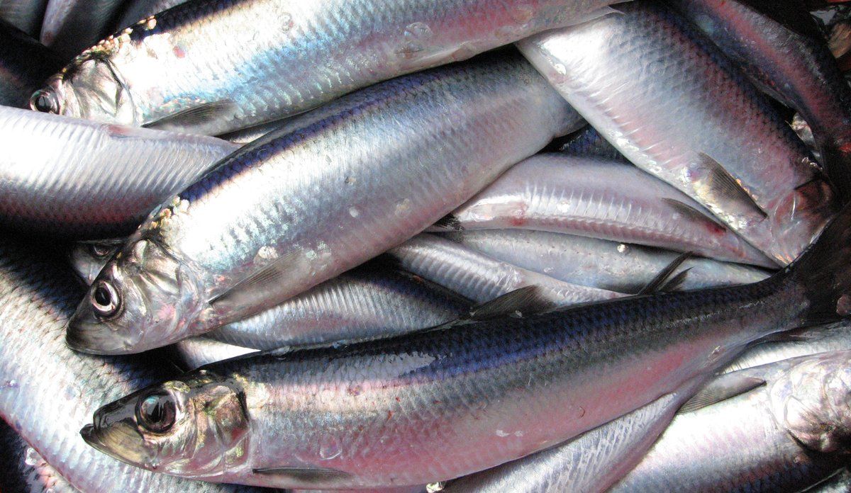 Mer enn 50 prosent under minstemålet - kystogfjord.no