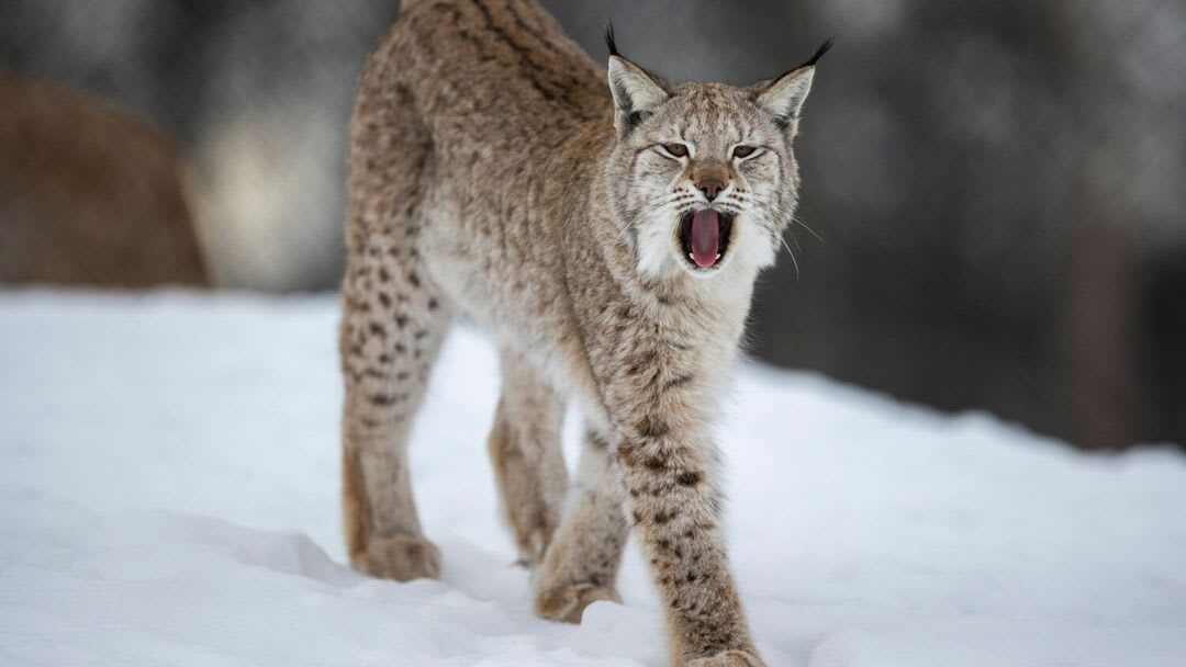 37 gauper felt i kvotejakten - driva.no