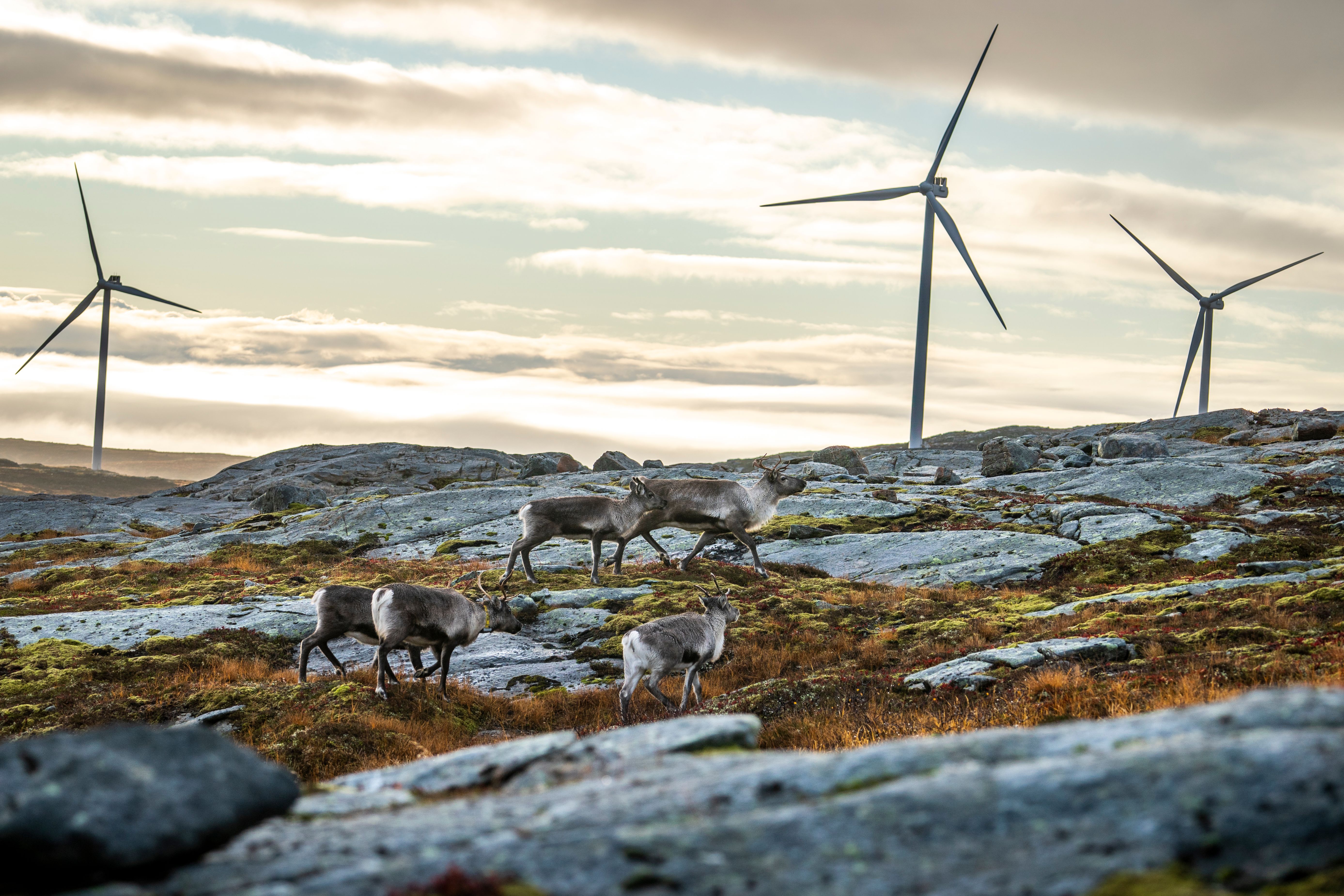 Avtale på plass i striden om vindturbinene på Sør-Fosen - adressa.no