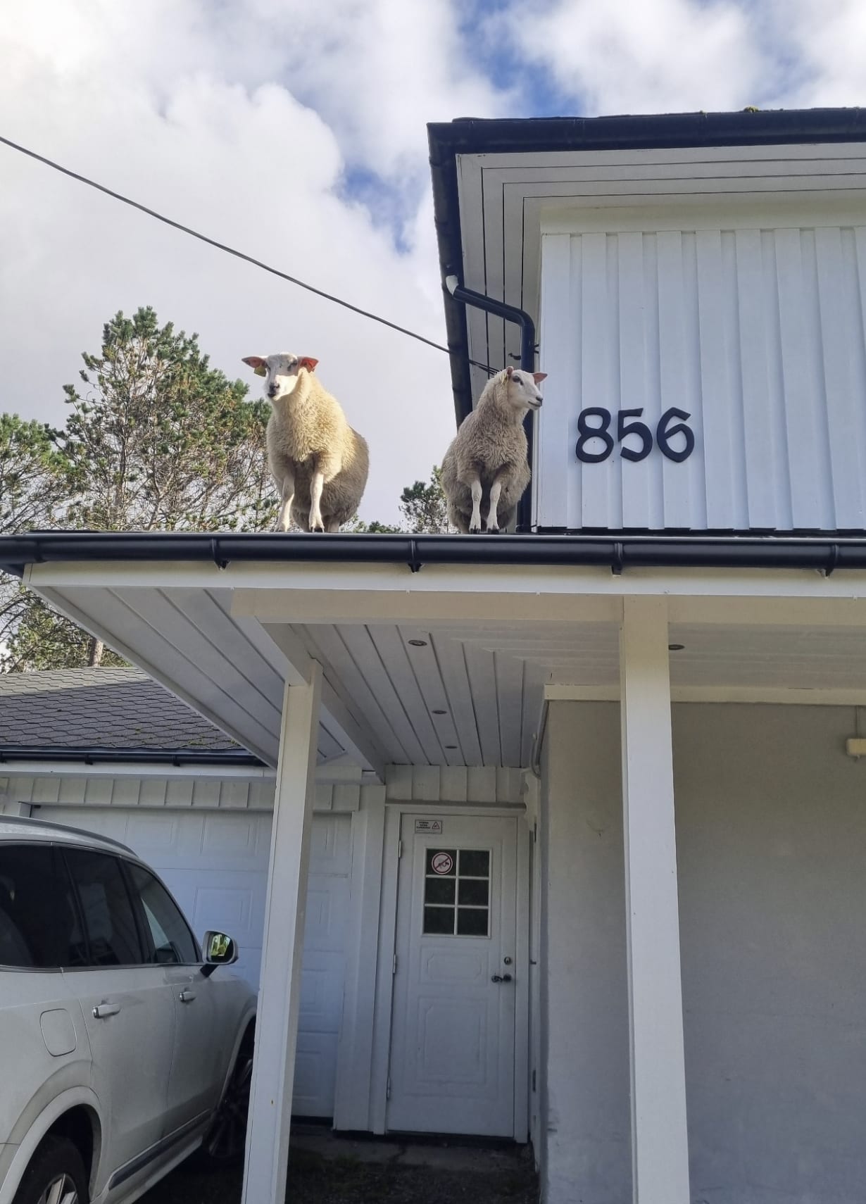 Kunne knapt tro sine egne øyne: – Jeg måtte bare ta bilde - hitra-froya.no
