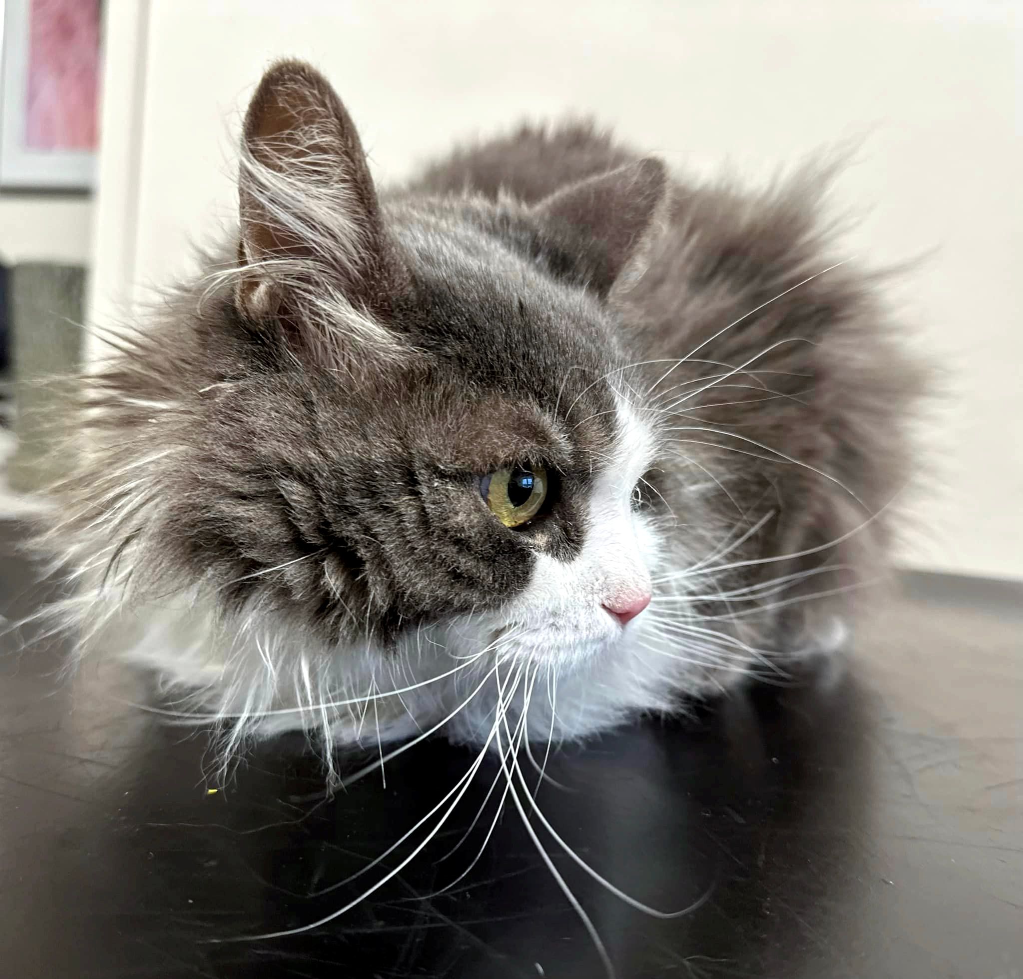 Mistenker at noen skadet katten Hans. – Sannsynligvis er haletippen ...