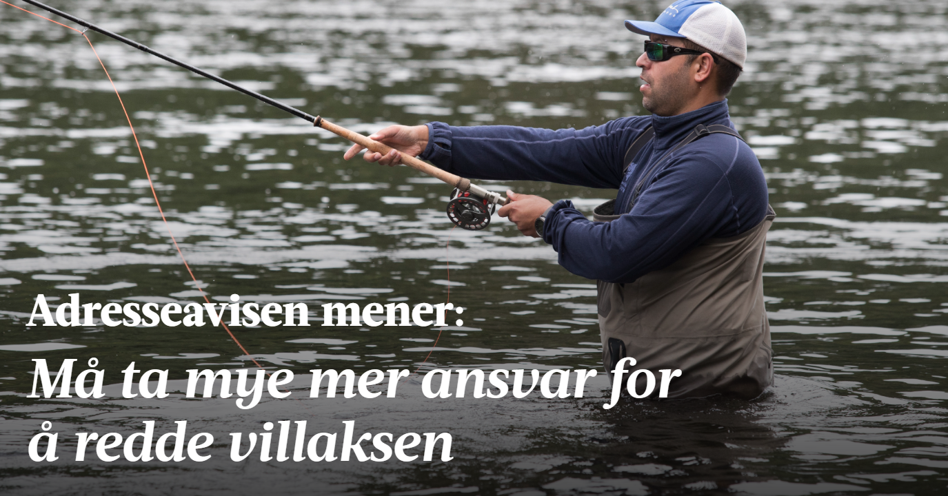 Veldig lite villaks i elvene - adressa.no