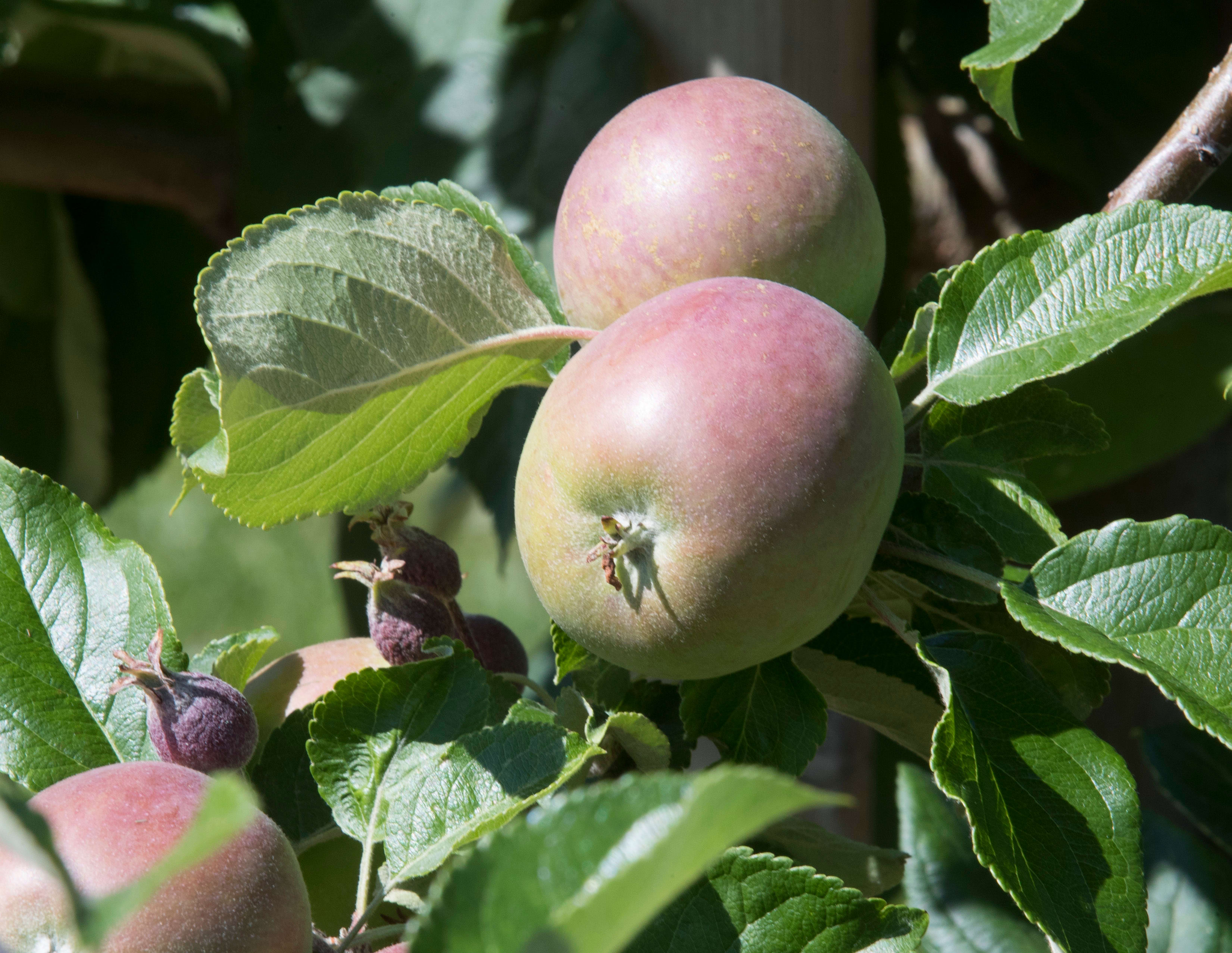 Landbruksdirektoratet: Nok norske epler på lager i lang tid fremover ...