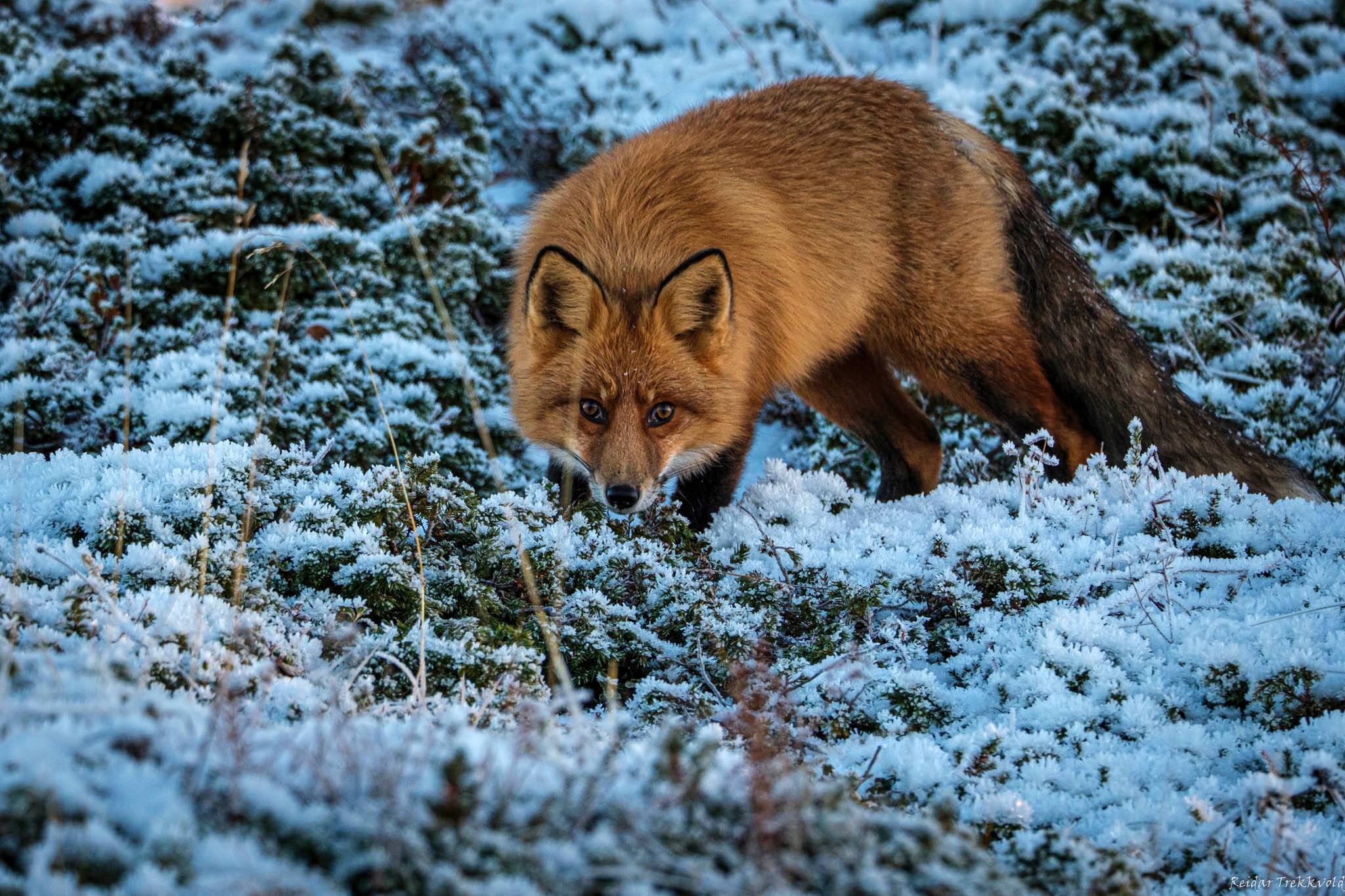 Reidar fikk blinkskudd av rev fra ti meters hold - ht.no