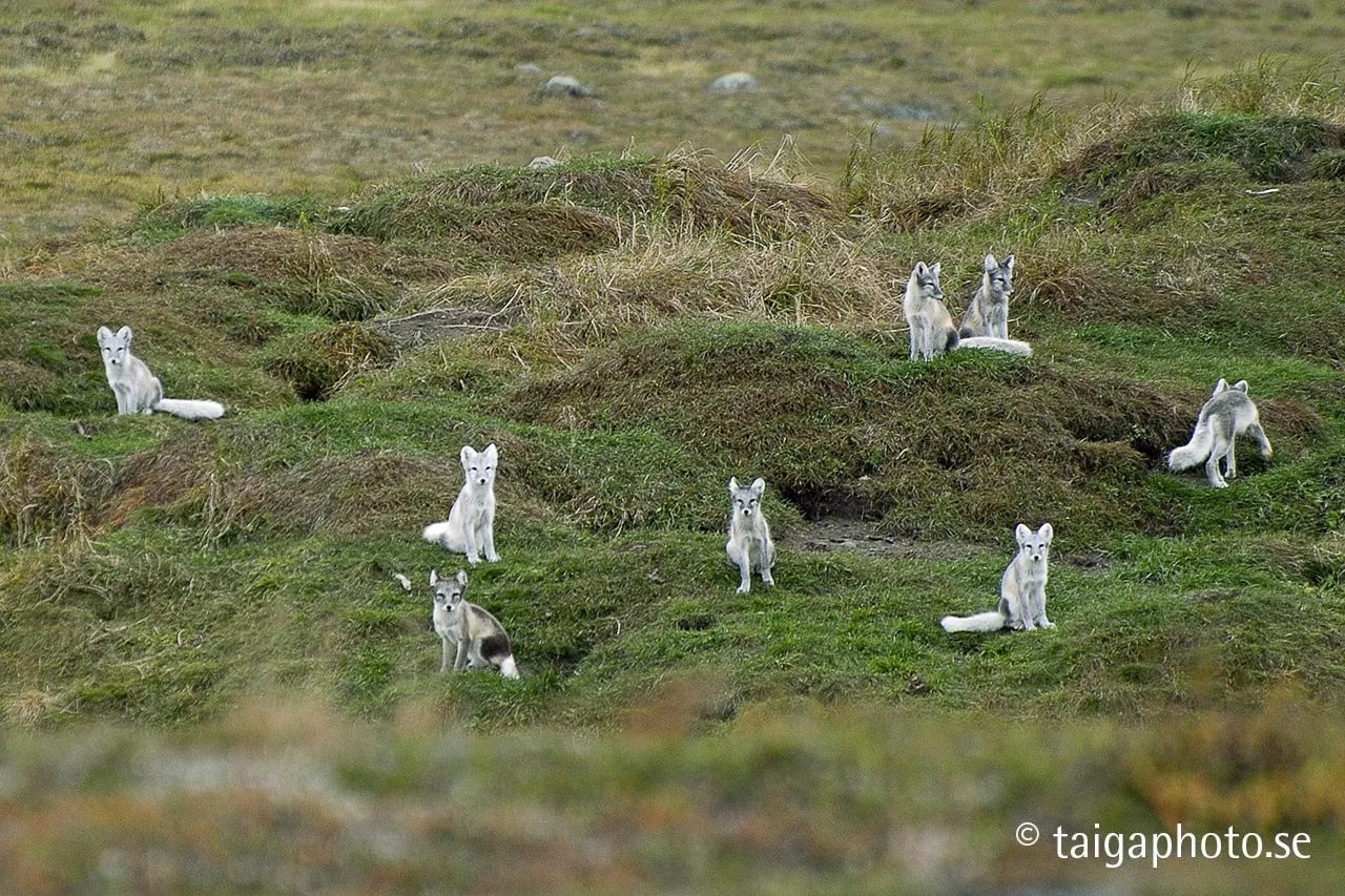 Forteller om felles fjellrev - nearadio.no