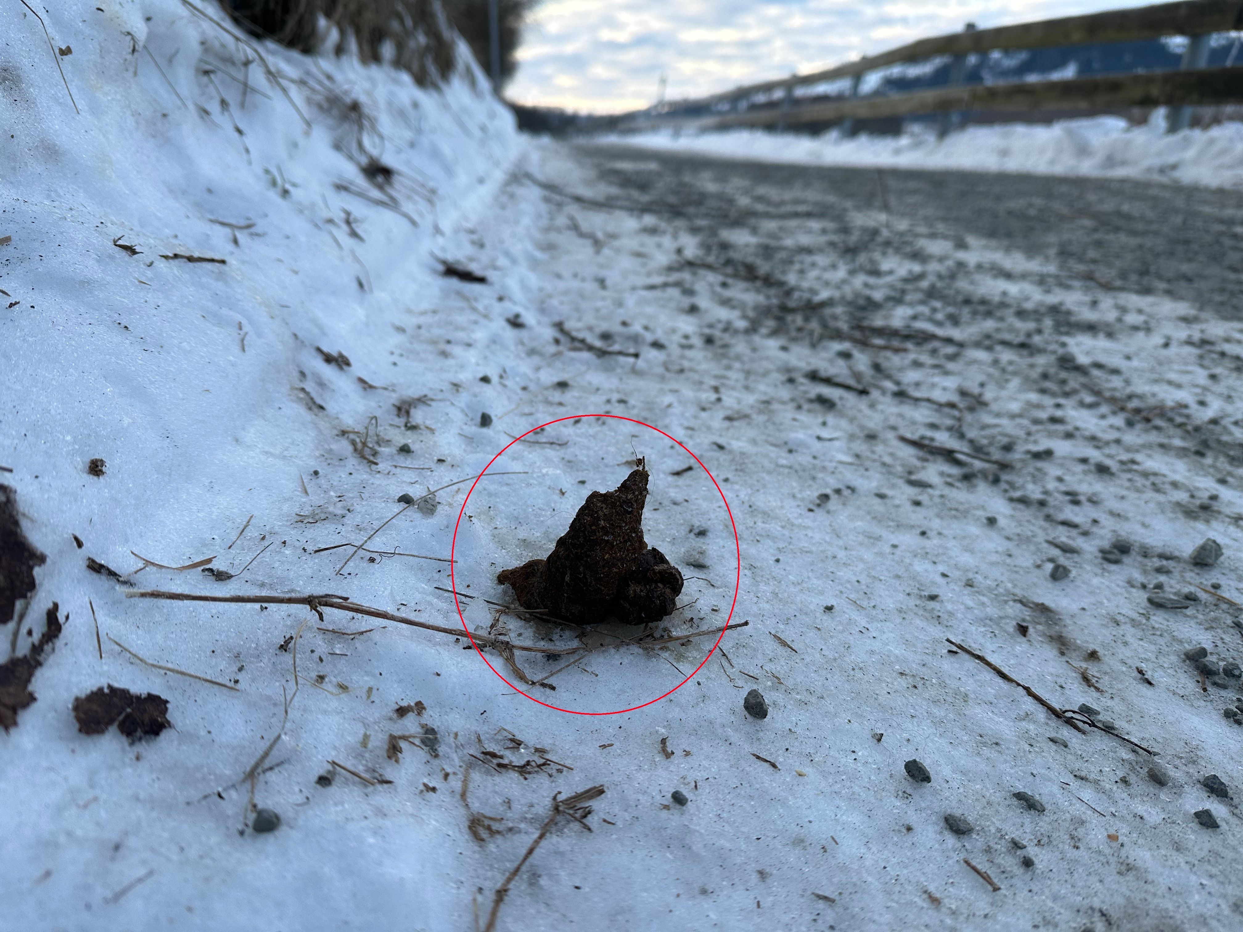 Tursti full av hundeskit: Se bildene som vekker reaksjoner - avisa-st.no