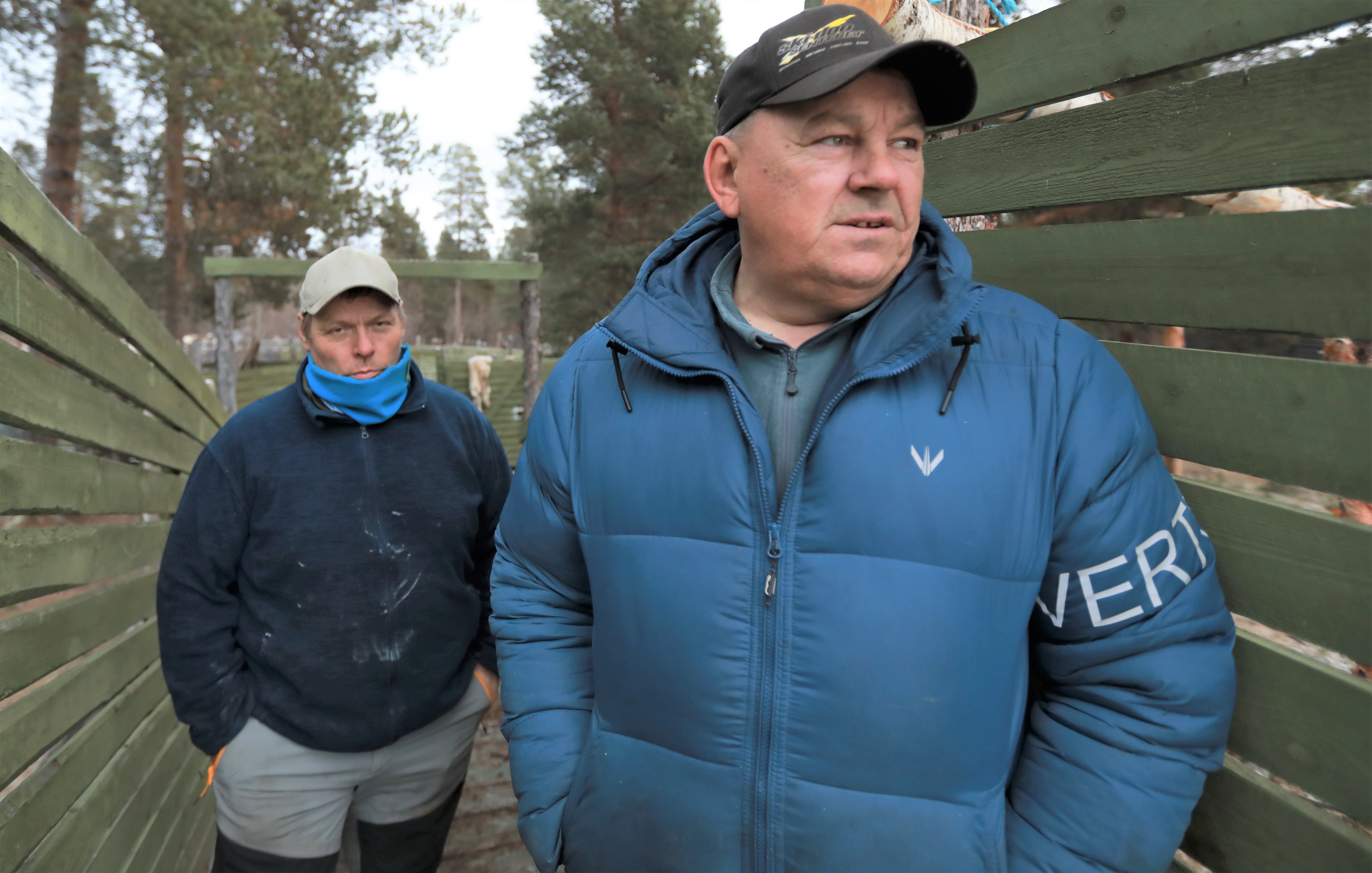 Sto igjen med nesten halve reinflokken på Sørøya: – Systemet er ...