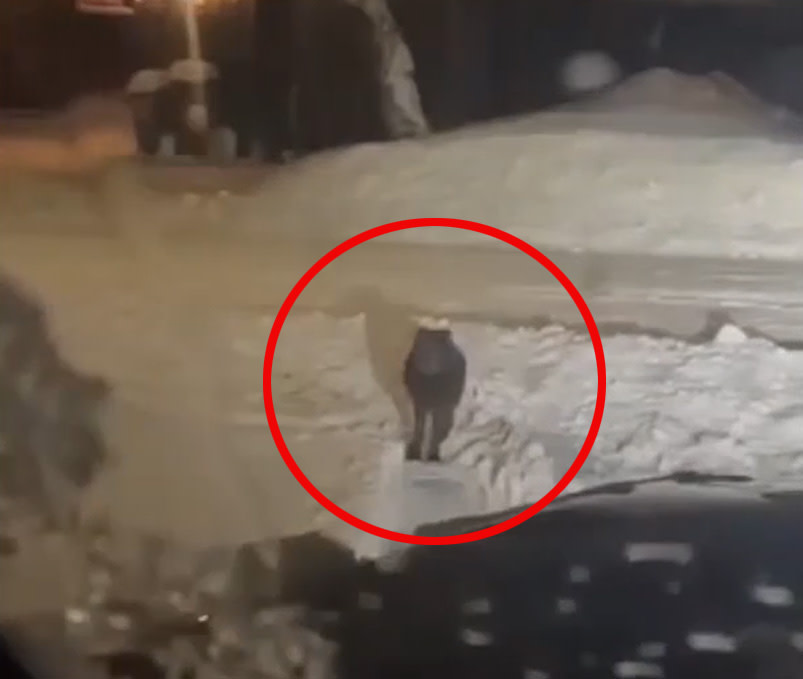 Sjeldne dyr sett i Trondheim: - Håper de fant veien ut av byen - adressa.no