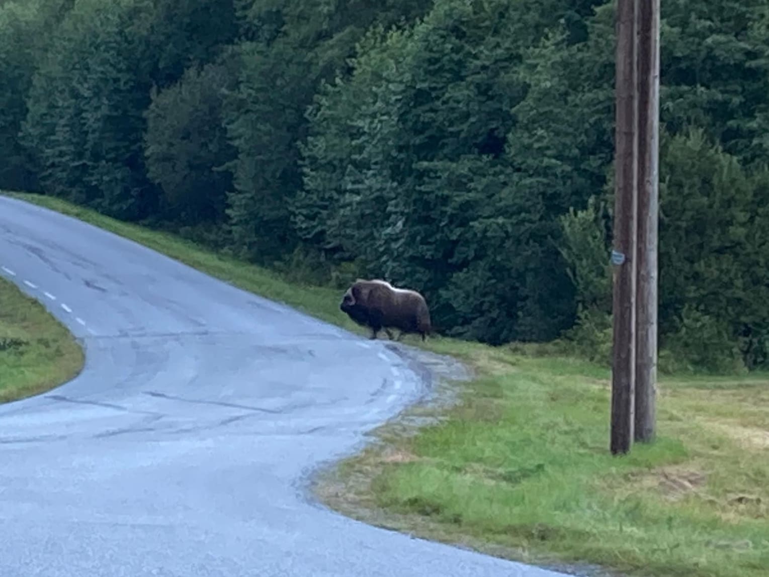 Moskus observert i Isfjorden: – Hold avstand - rbnett.no