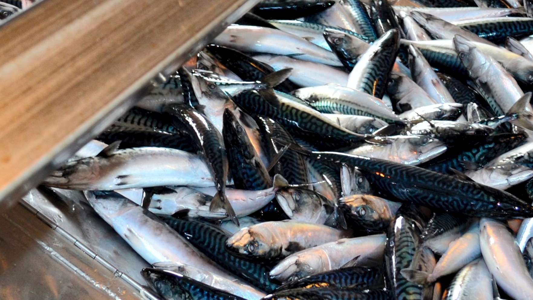 Fiskeribladet: EU vil gi vekk norsk makrell - smp.no