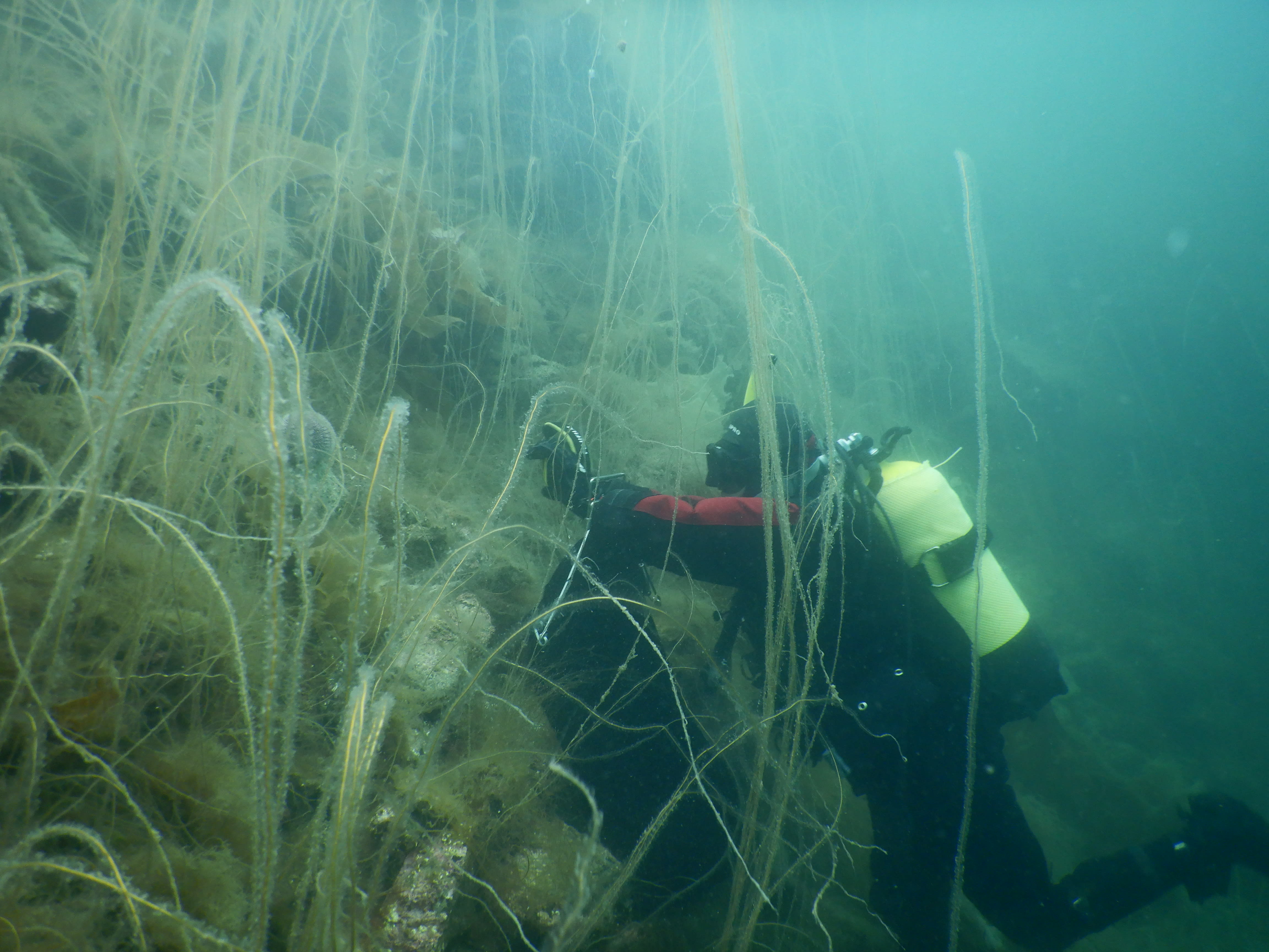 Slår alarm: Lurven spreier seg, kan true tareskogen og livet i sjøen ...