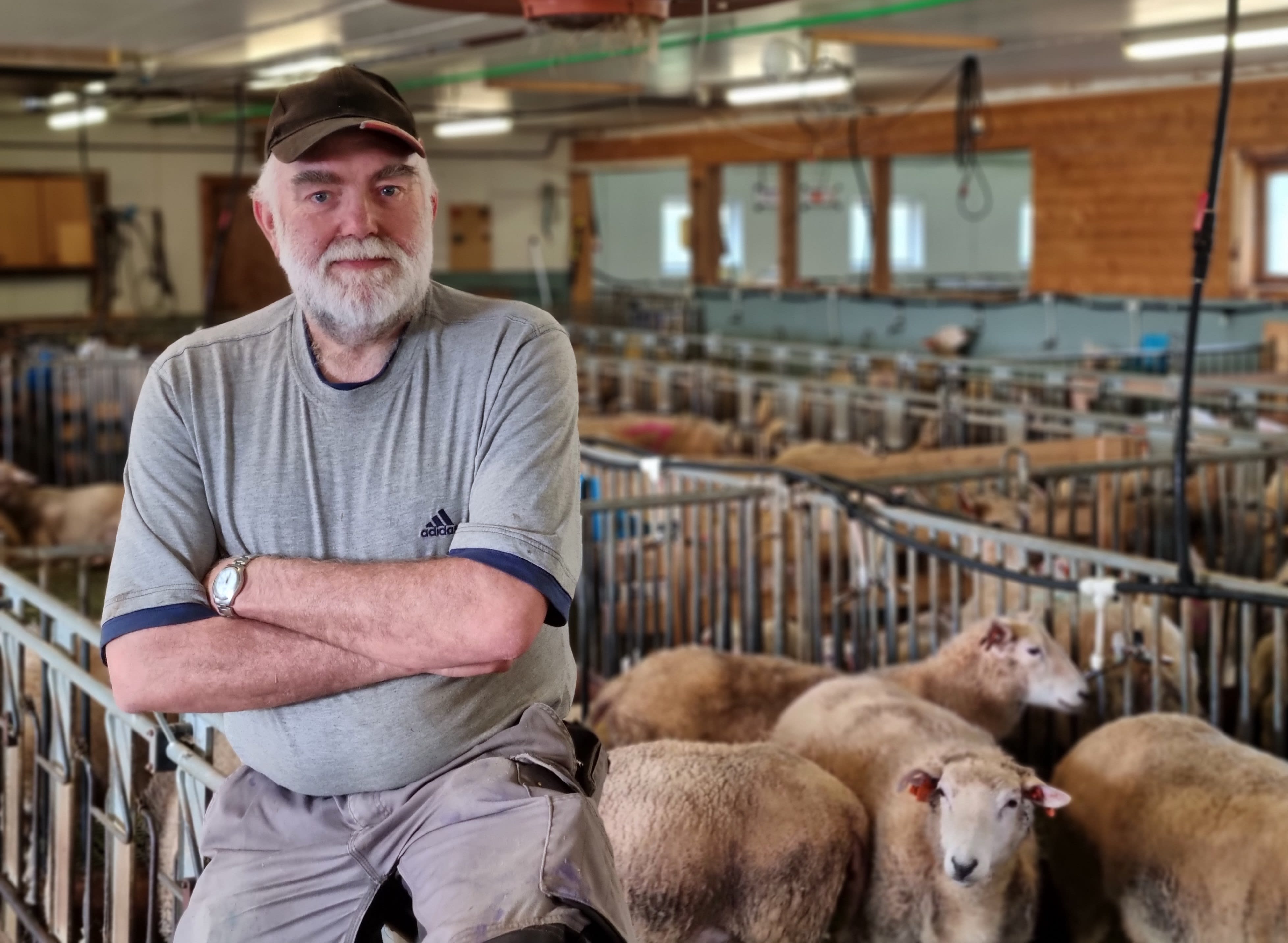 Jan Inge har vært sauebonde i 17 år. Han har ikke angret en dag på ...