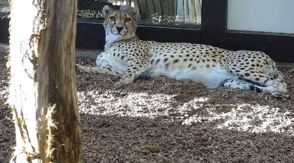 Denne gangen er ikke drektigheten innbilt - fvn.no