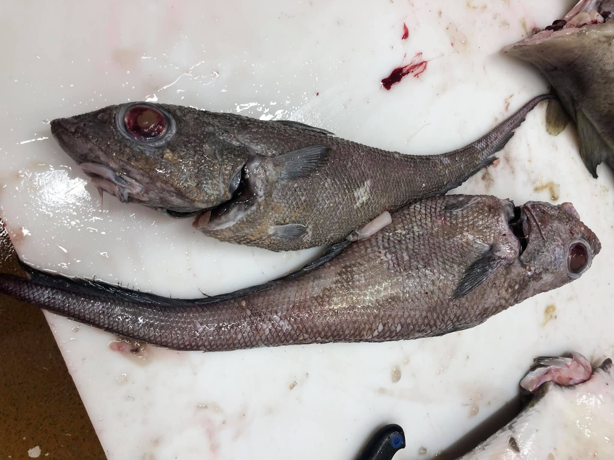 Frir til lokale fiskere om mer «ufisk». - kystogfjord.no