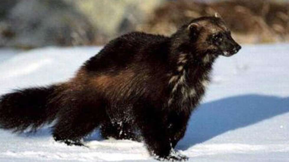 Så mange jerver kan felles i vårt fylke - driva.no