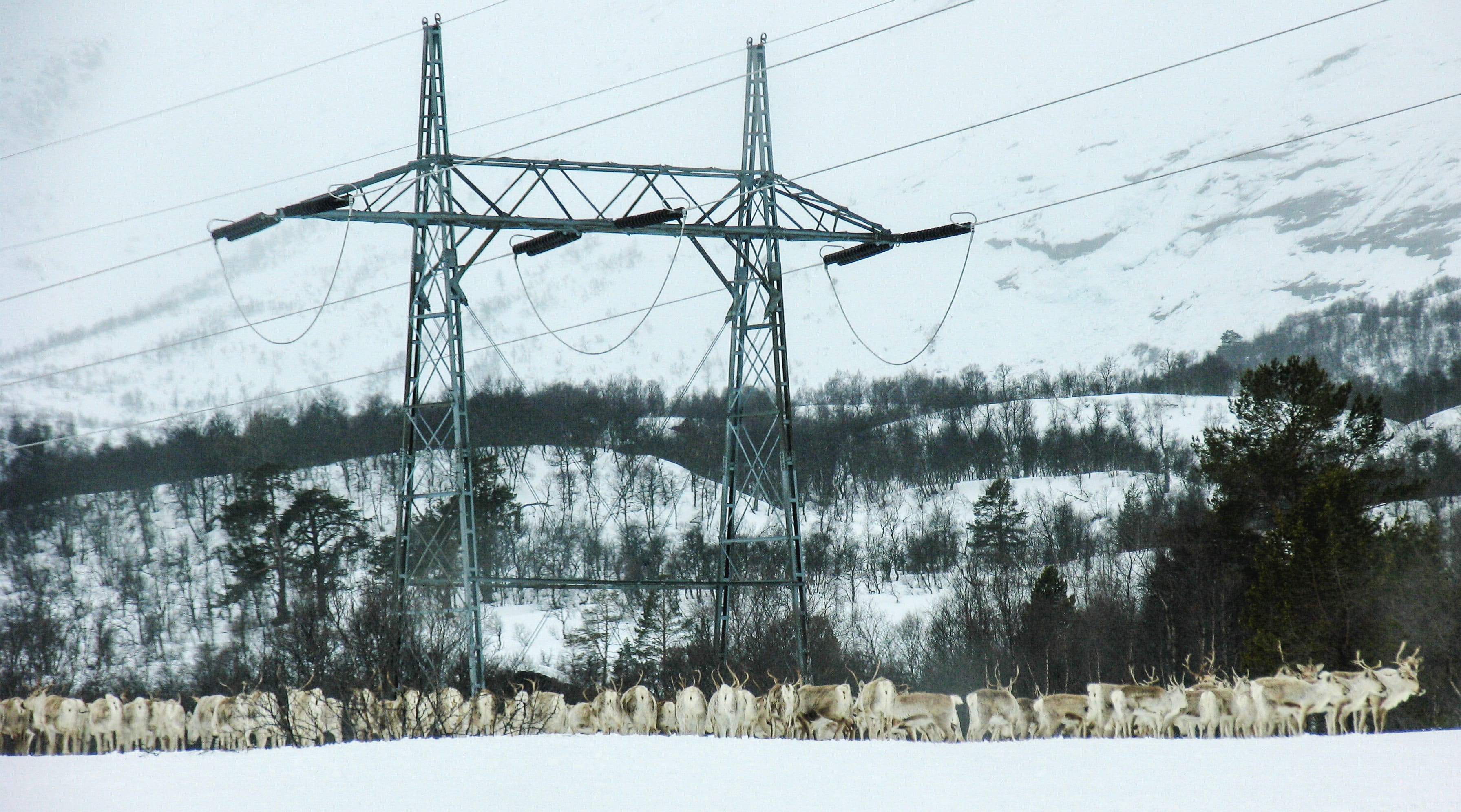Villrein skaper problemer for kraftutbygging ved Holmavatn i Bykle ...