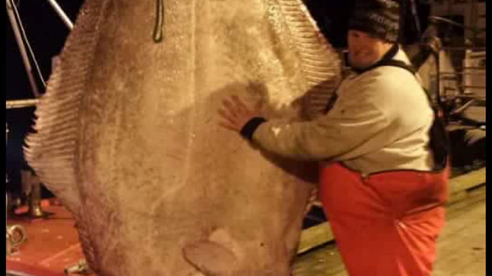 Ikke spis kveite som er over to meter - vol.no