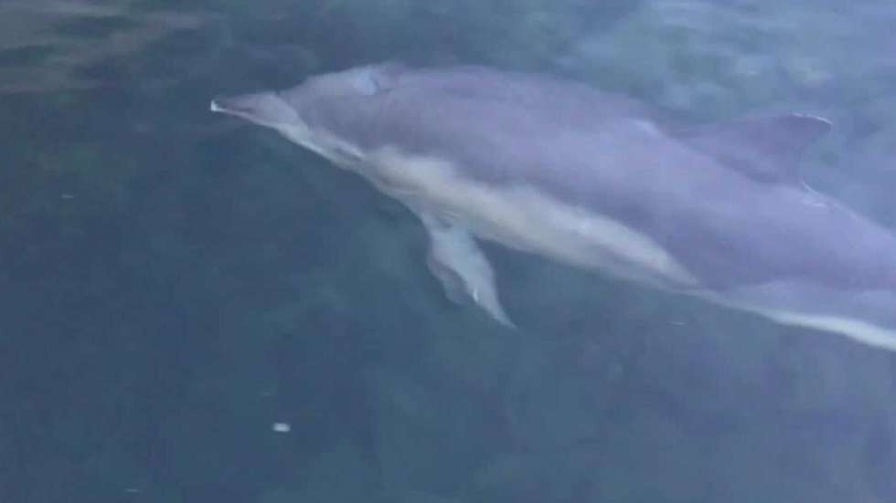 Delfin-video - fjt.no