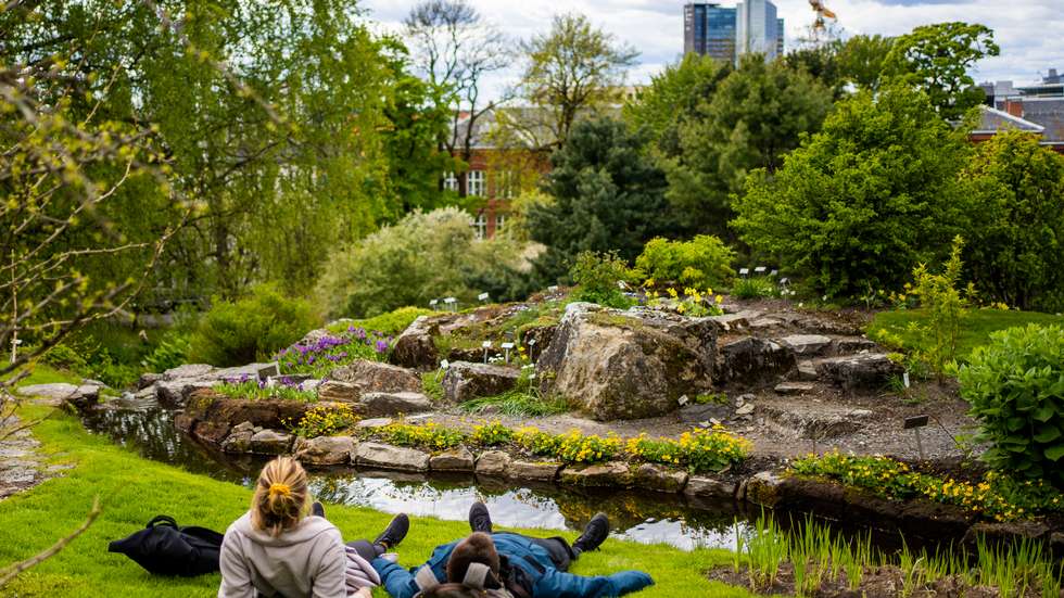 Carl von Linné-benken i Botanisk hage blir værende - smp.no