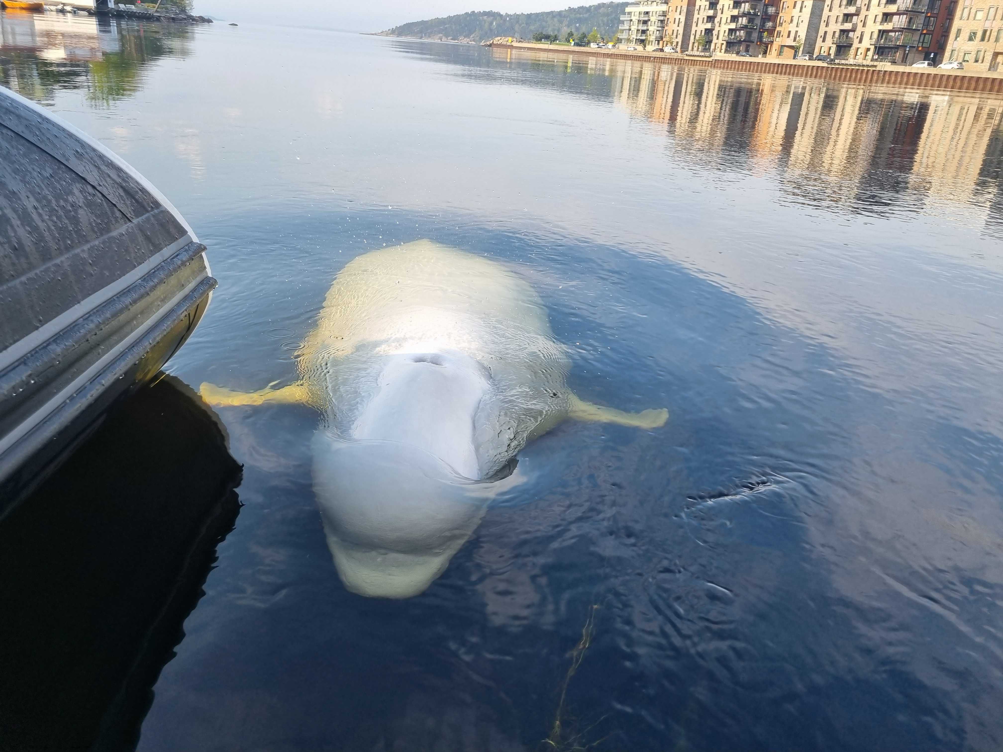 Nå er hvithvalen Hvaldimir i Kristiansand - fvn.no