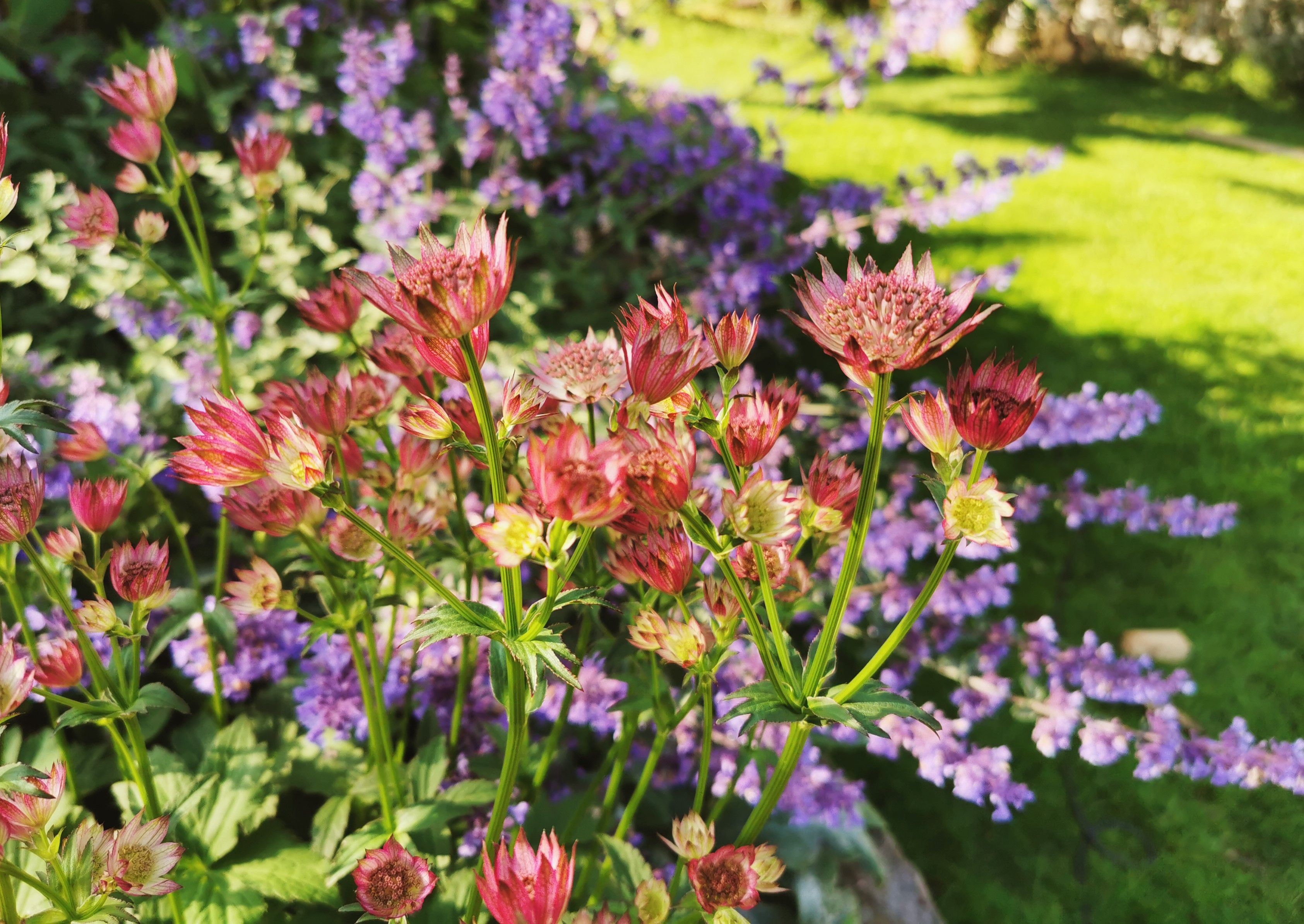Staudebedet som blomstrer hele sesongen - fvn.no