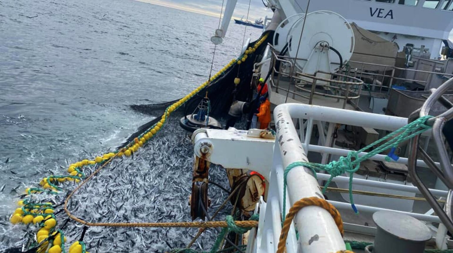 Norge har satt ny makrellrekord - kystogfjord.no