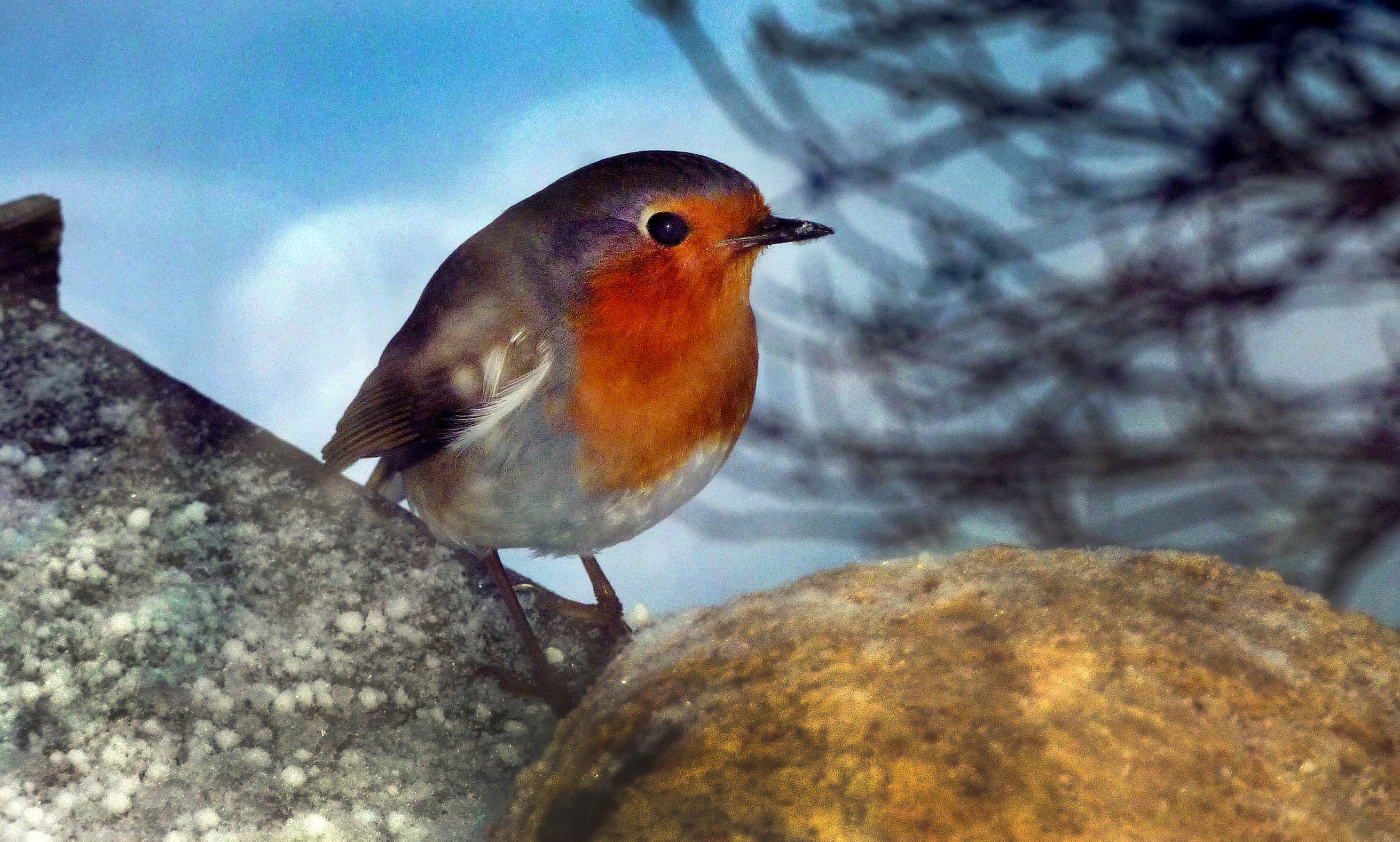Folk frykter færre fuglelyder - smp.no