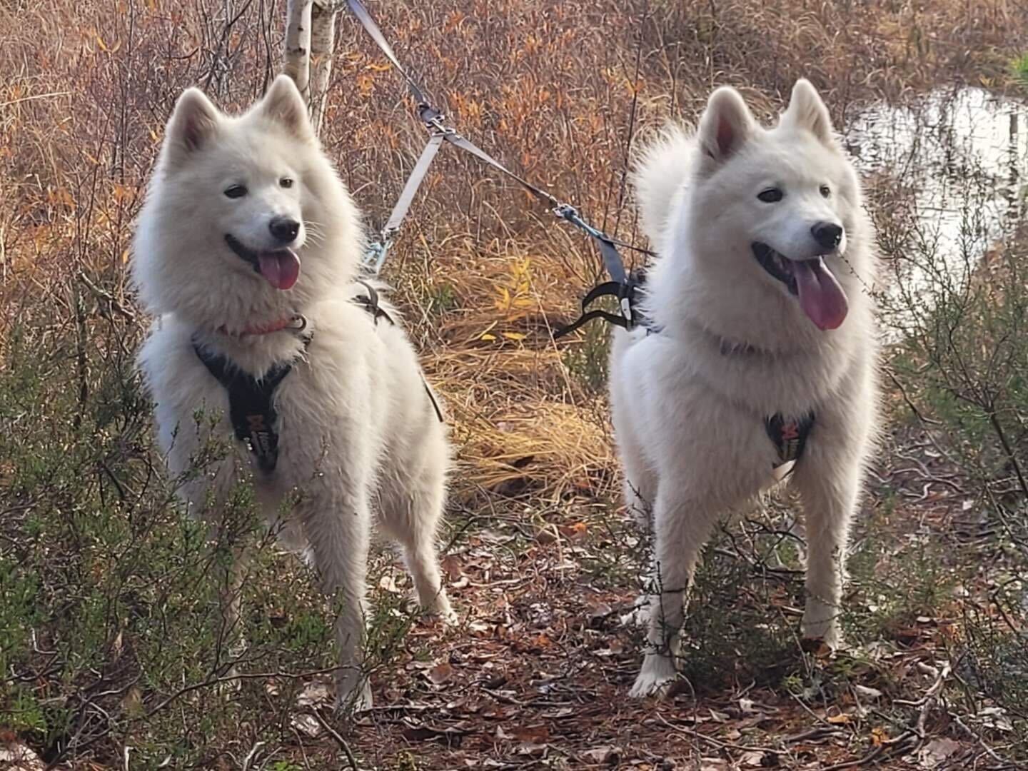 Tinka og Stella forsvant rett før nyttårsaften - varden.no