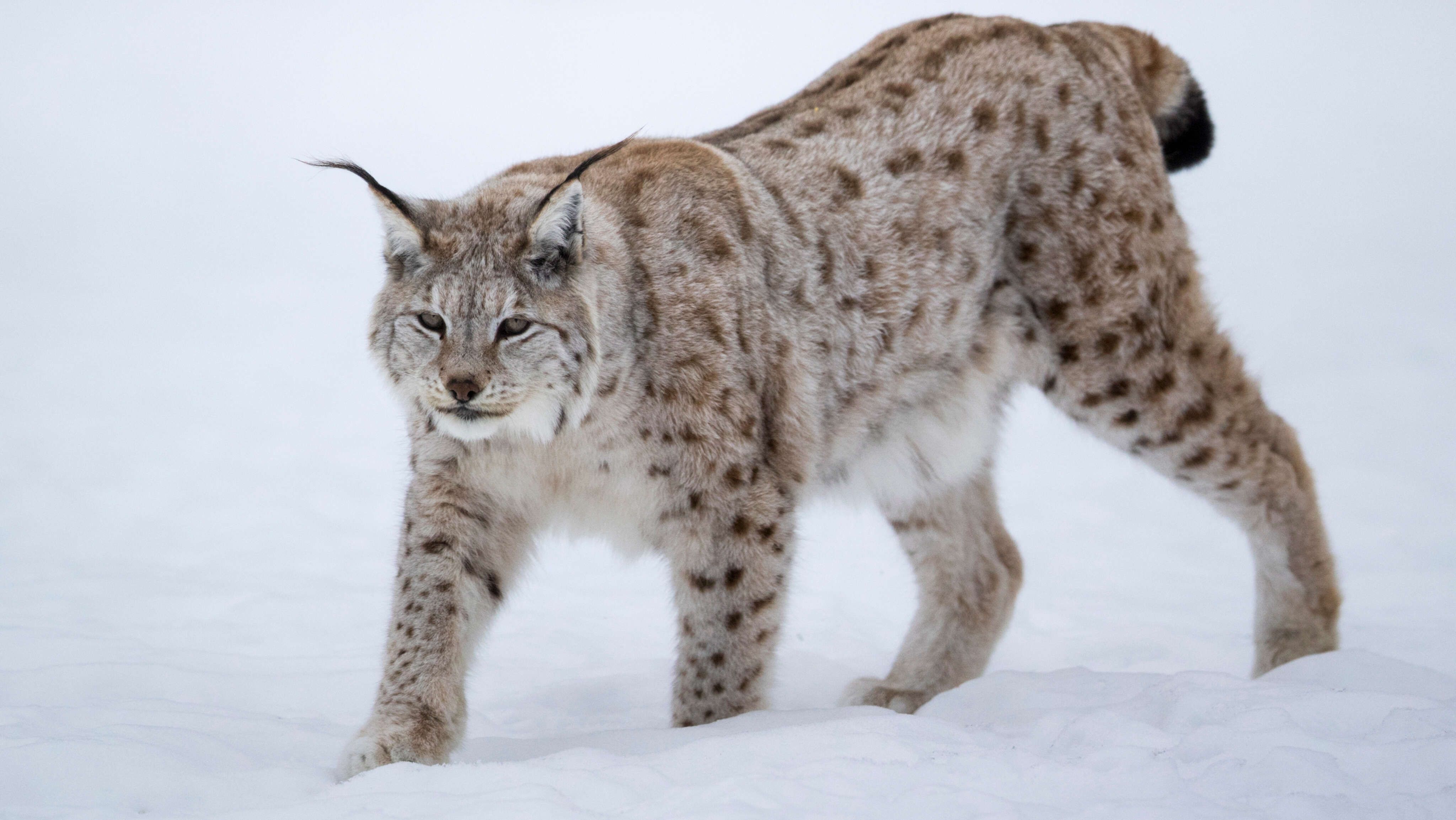 Har felt to gauper i Telemark - stanser jakten i deler av fylket ...