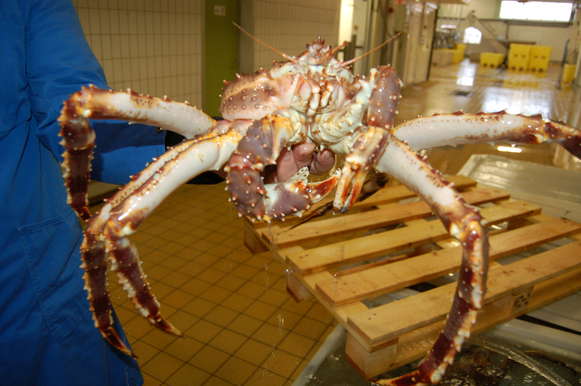 Første fly-krabbe til USA - kystogfjord.no