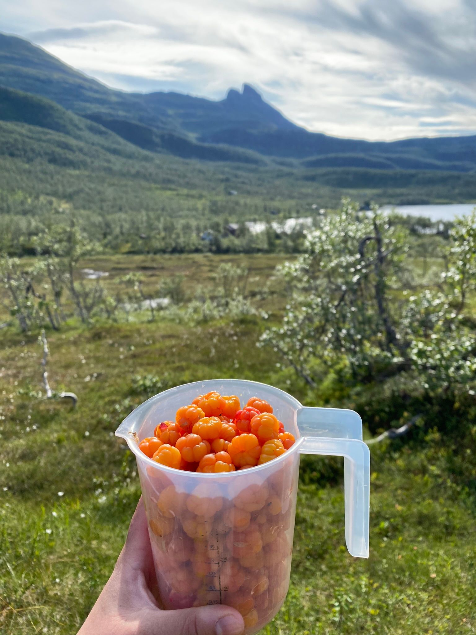 Det ser lovende ut for multeplukkere - itromso.no