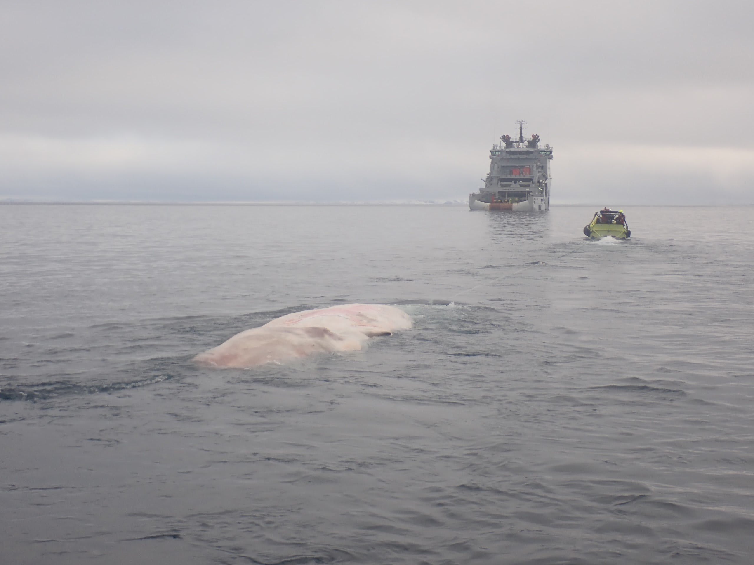 Fjernet død spermhval - kystogfjord.no