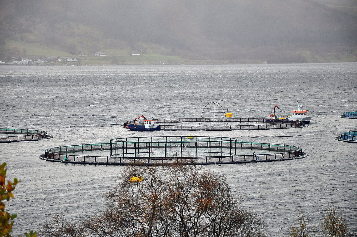 Mowi-laks med mykje lus, og rømming i tillegg: – Dette skal ikkje skje ...