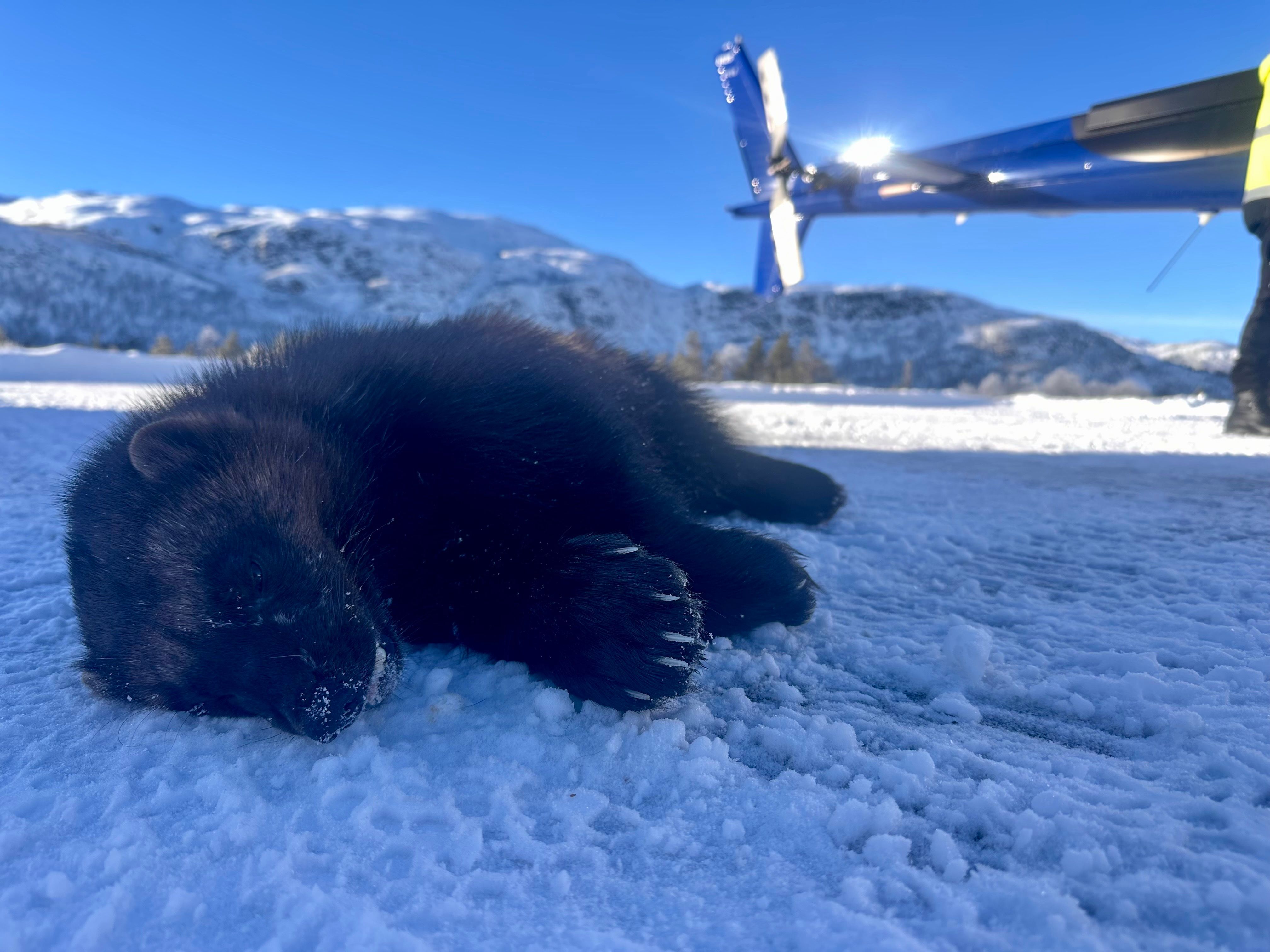 Jakt på jerv i Setesdal - fvn.no