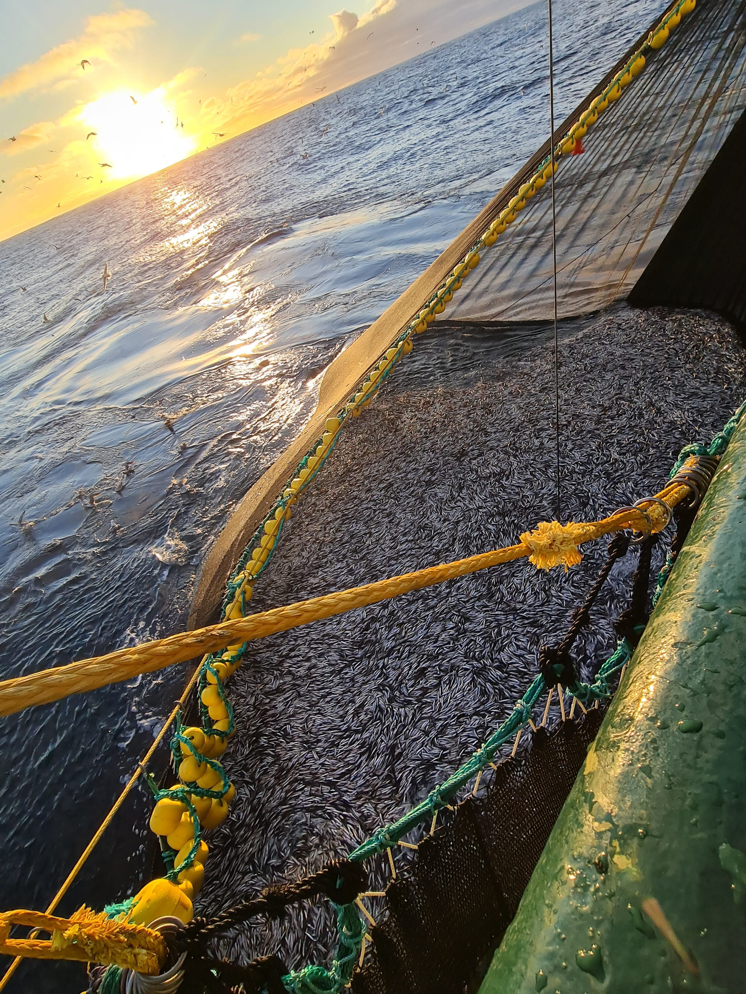 Godt loddefiske på Island for «Slaatterøy» - marsteinen.no