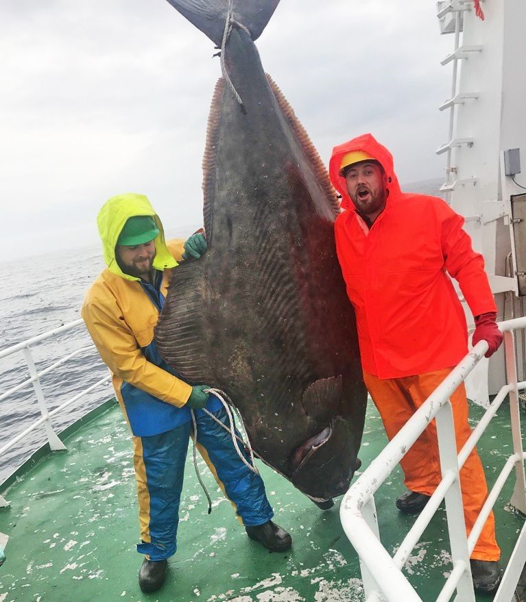 Veide 311 kilo - kystogfjord.no