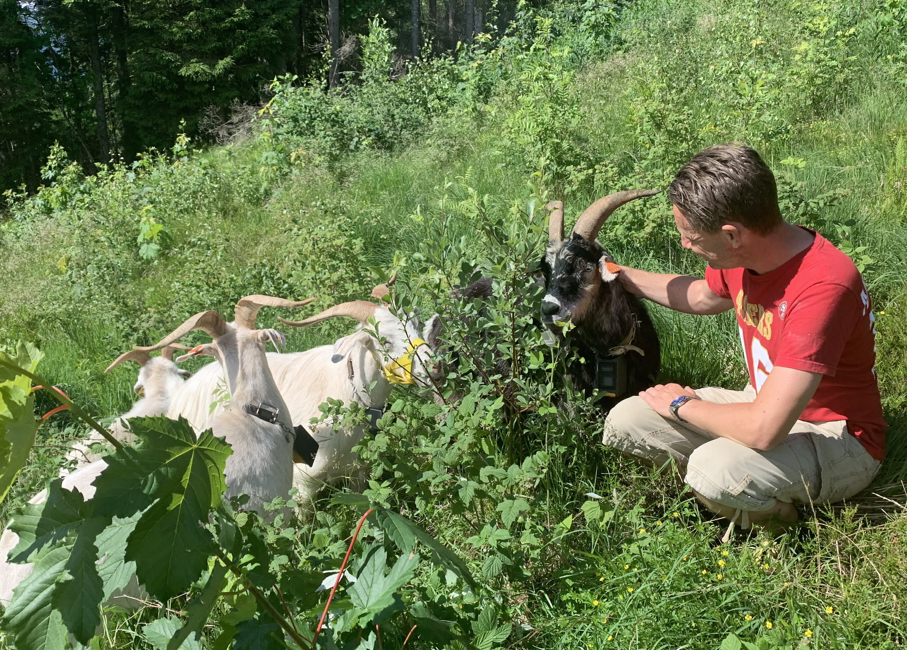 Blåmann i Aasen-tunet i sommar - morenytt.no