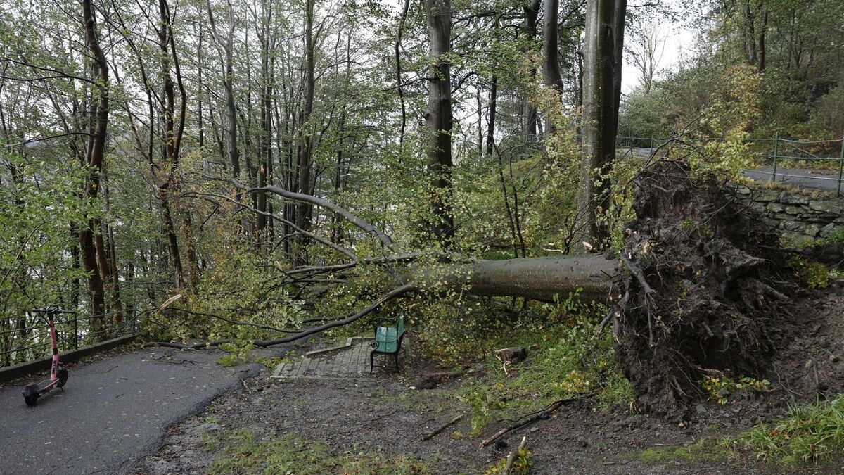 Ekstremværet Amy: Nedblåst skog for over 1 milliard kroner ligger på ...