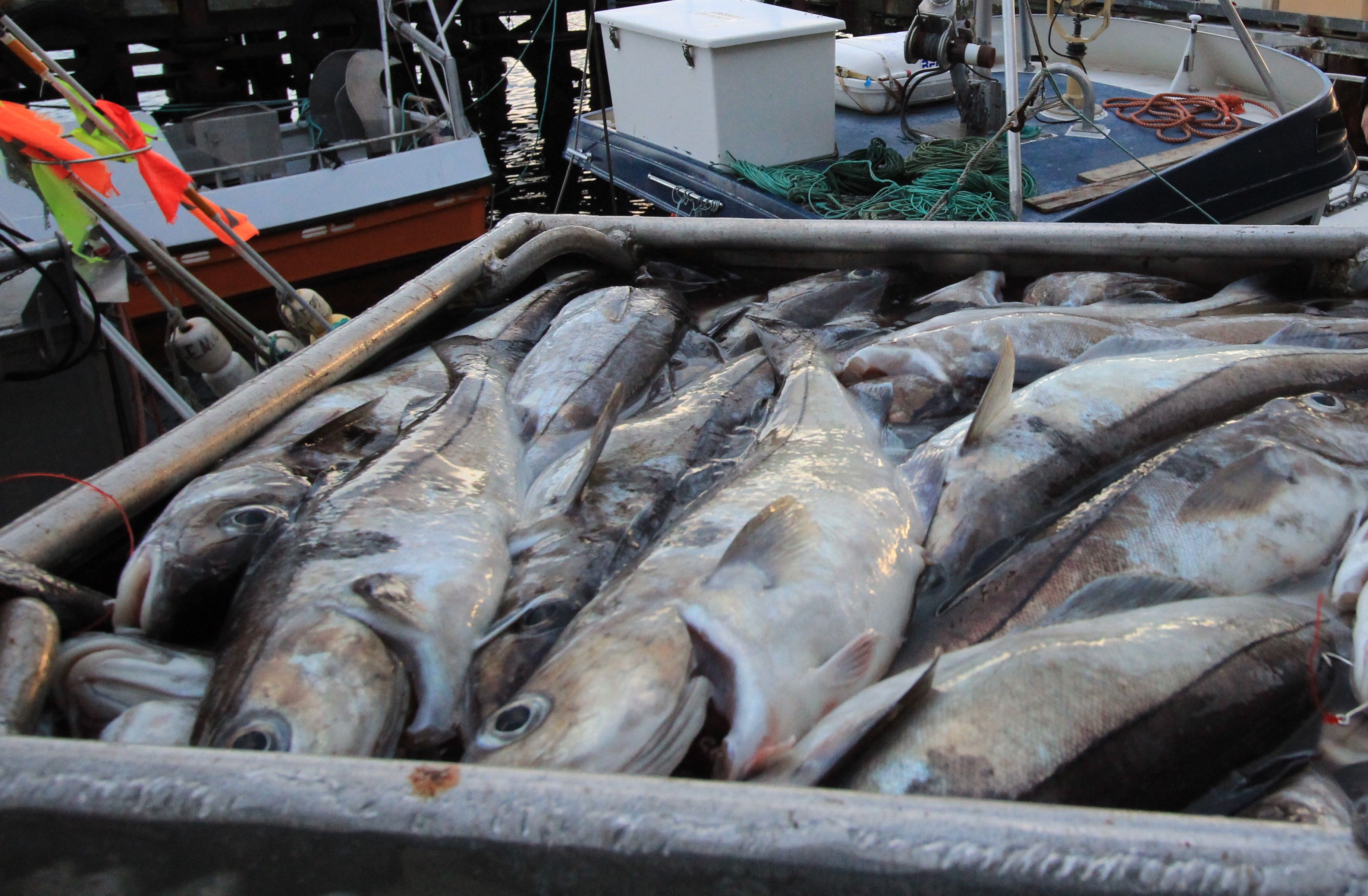 Mer fersk hyse - kystogfjord.no