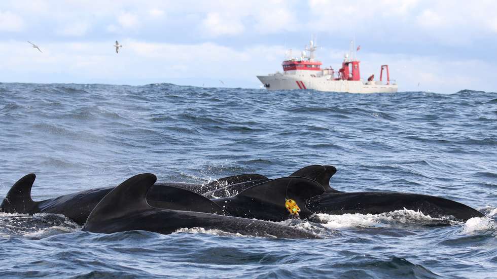 Venter hval-svar før jul - vol.no